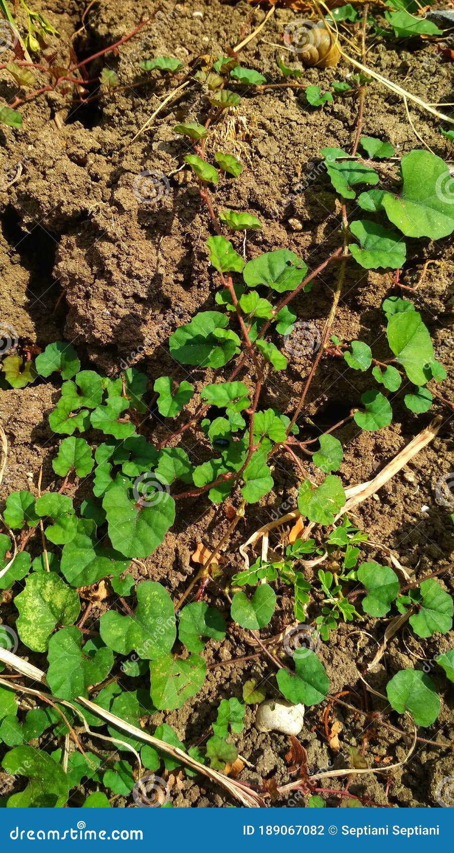 Green vines in the ground stock photo. Image of nature - 189067082