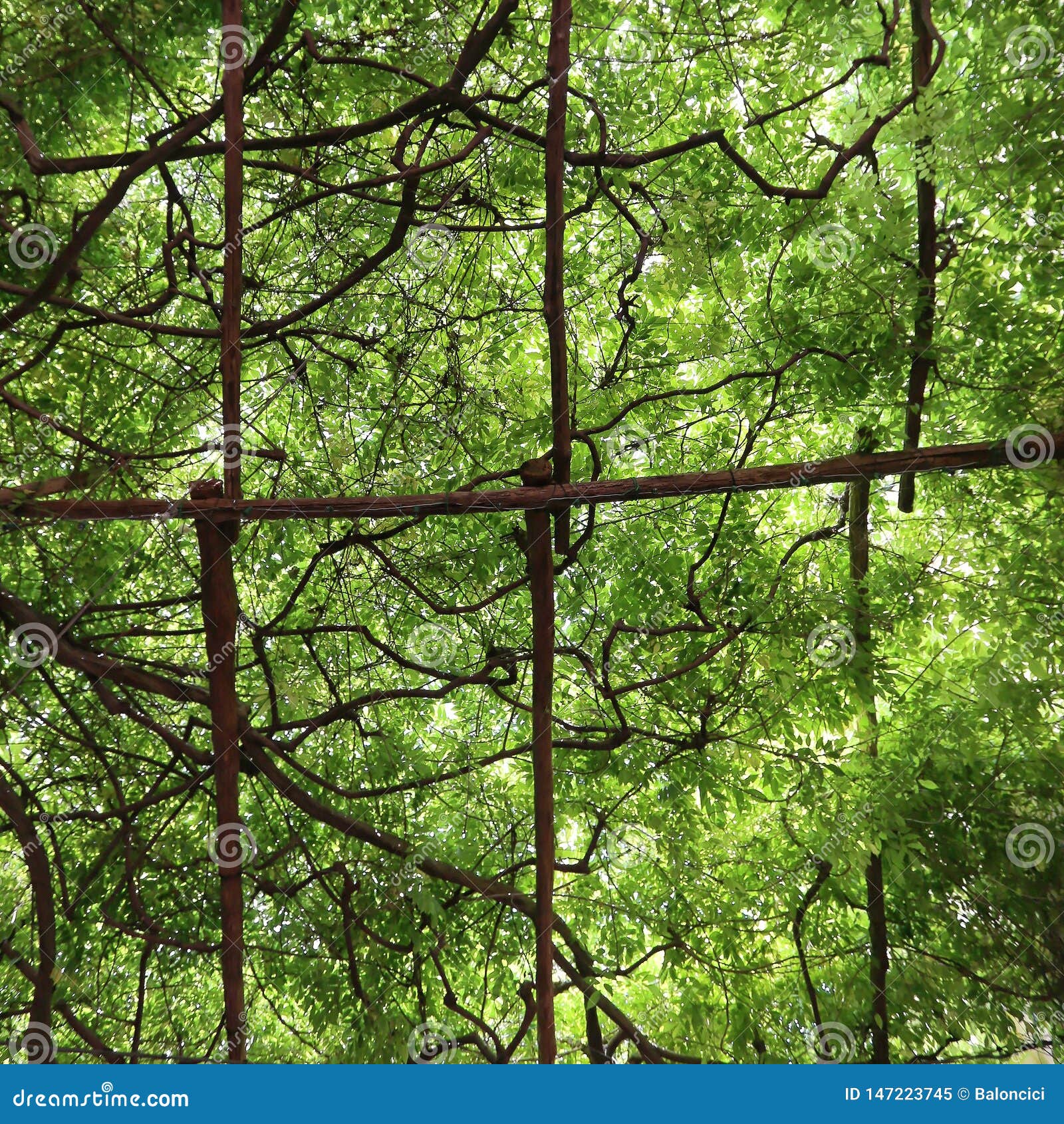 Green Vines Overhead stock image. Image of gardening - 147223745