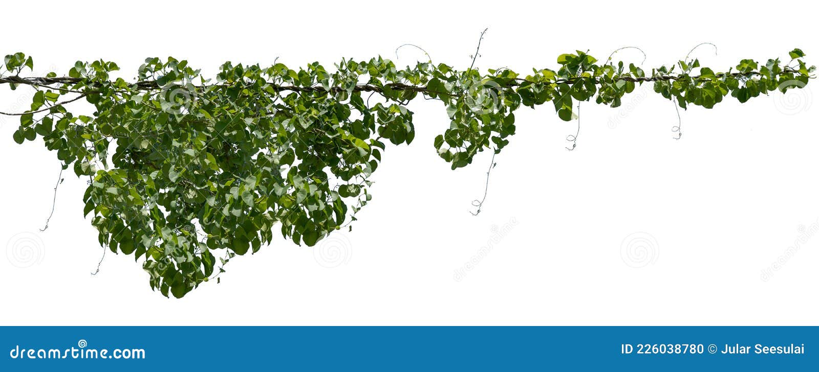 Green Vines Plant Hanging a String Isolated on White Background. Stock ...
