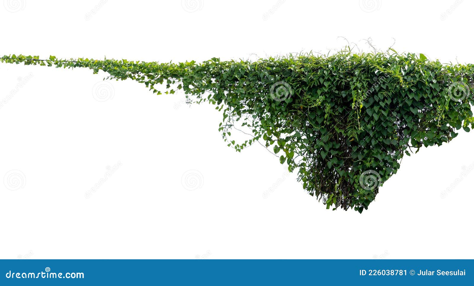 Green Vines Plant Hanging a String Isolated on White Background. Stock ...