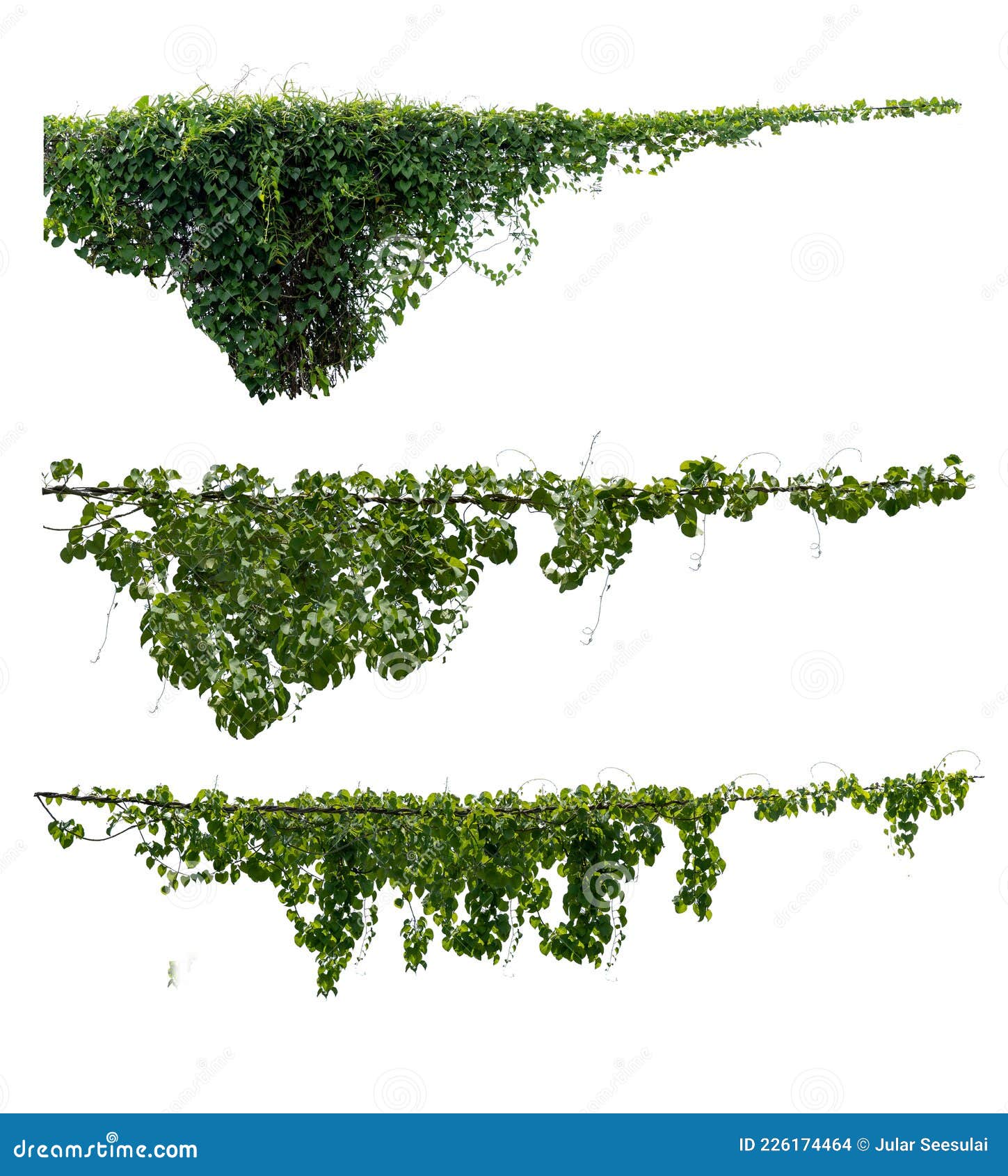 Green Vines Plant Hanging a String Isolated on White Background. Stock ...