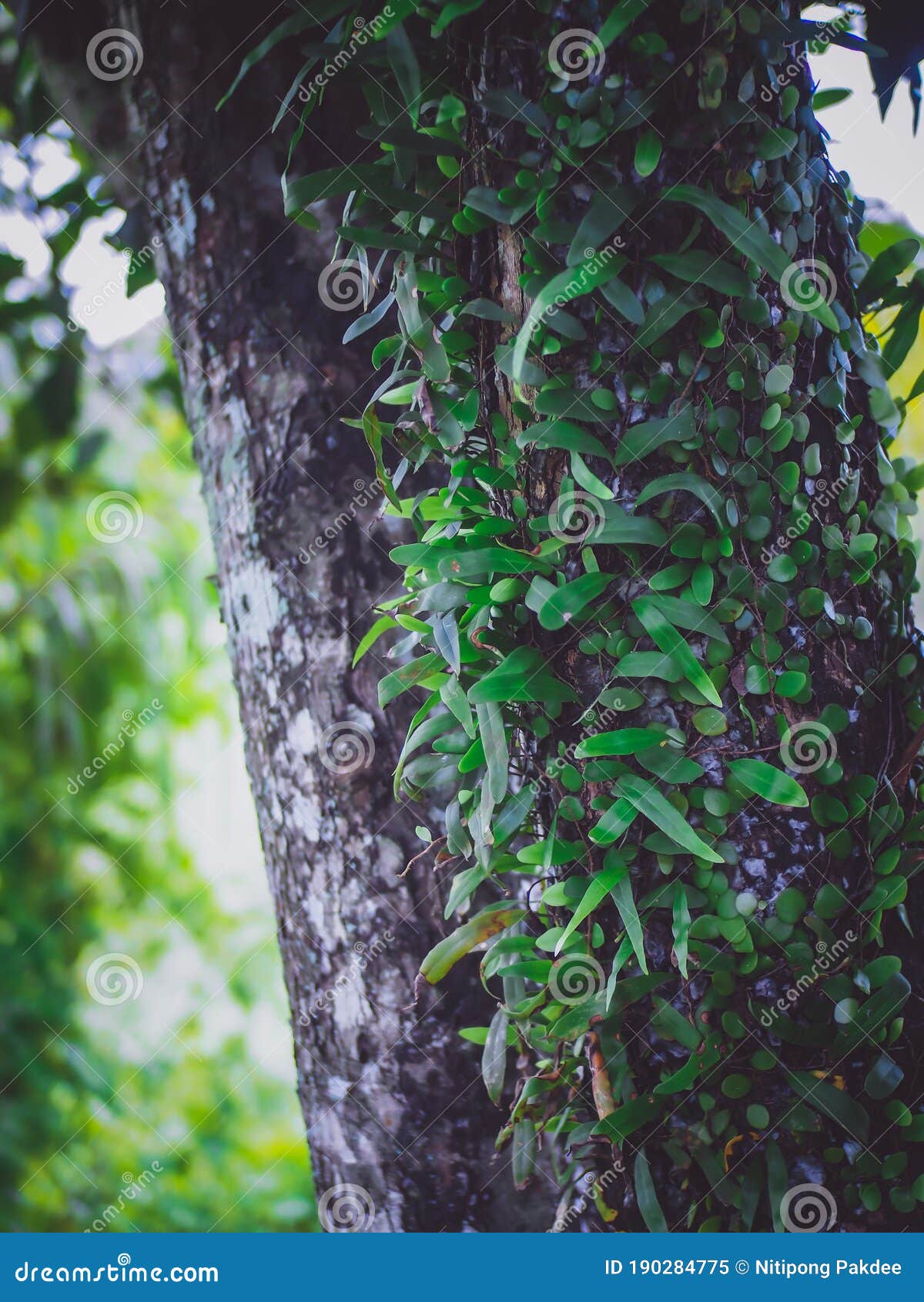 Green Vines Wrapped Around a Big Tree Stock Image - Image of flowers ...
