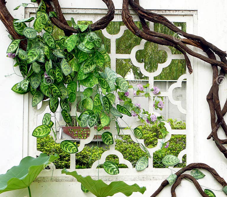 Green Vines Wrapped Around the Window Stock Photo - Image of foliage ...