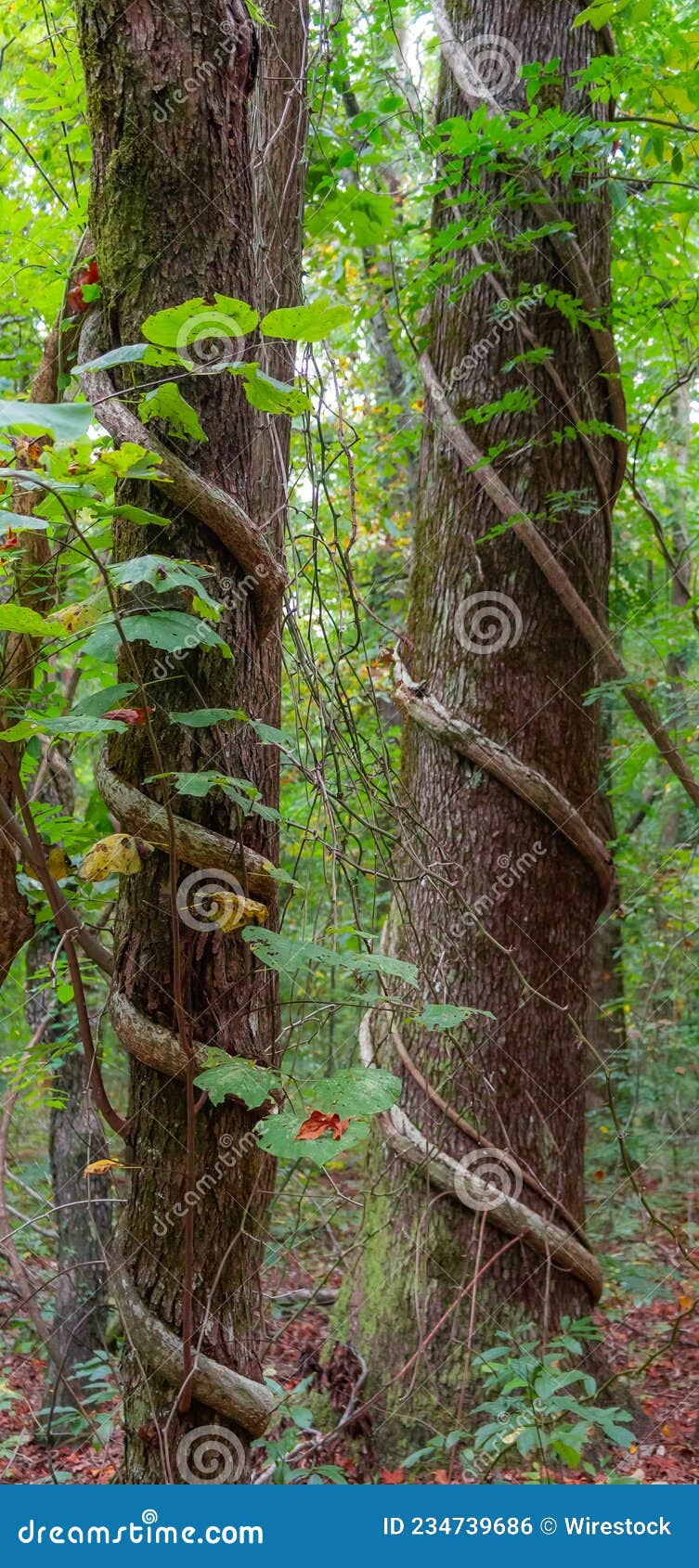 Green Vines Wrapping Around Trees Stock Photo - Image of park, green ...