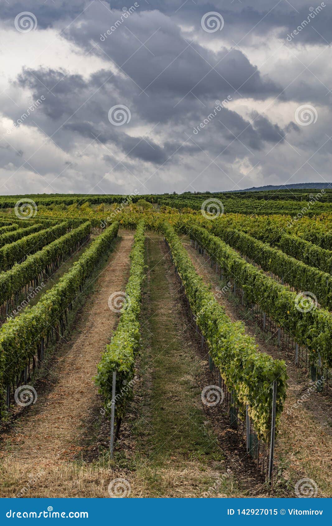 Green vineyards rows stock image. Image of rows, spring - 142927015
