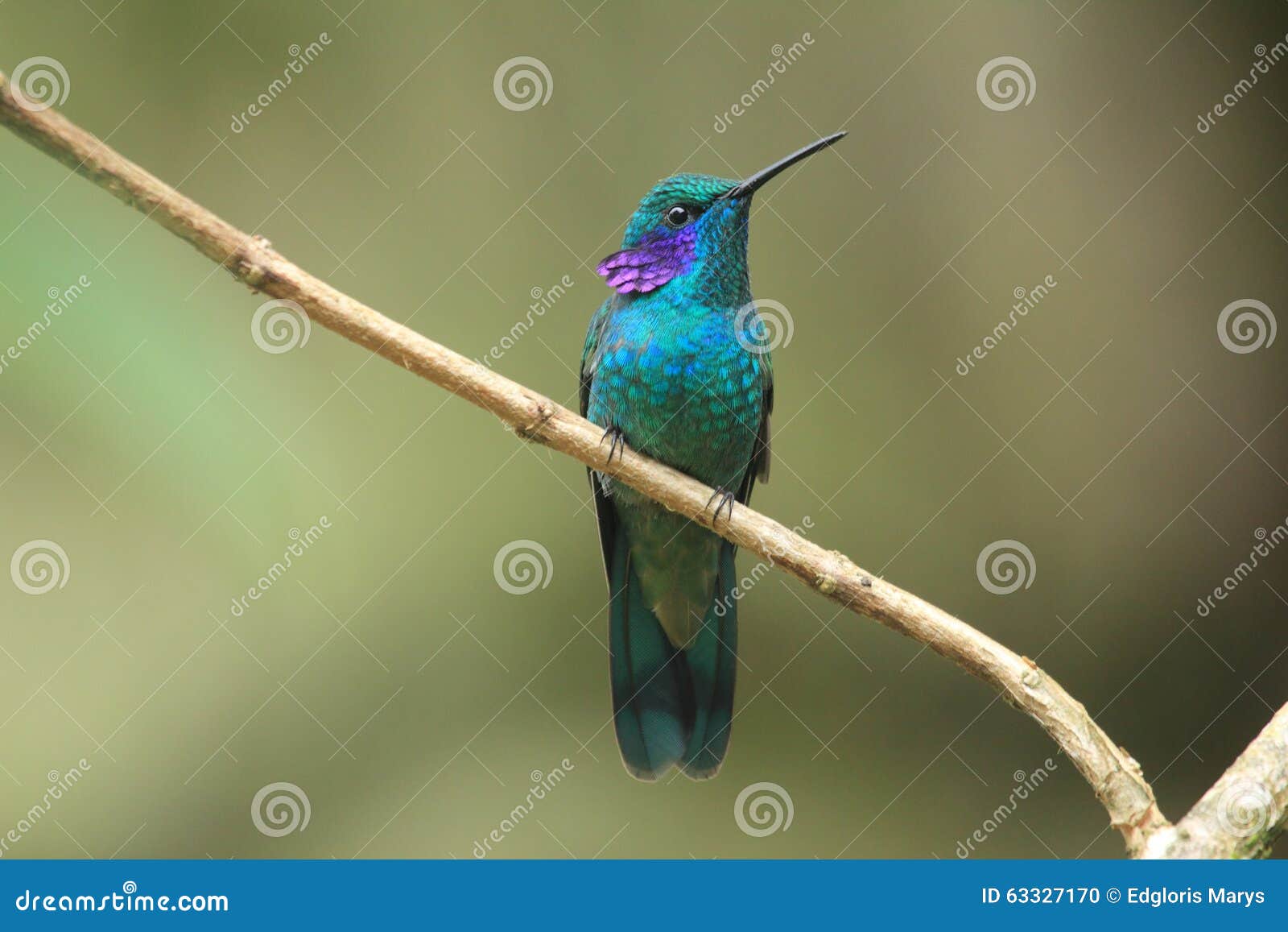 Green Violet Ear Hummingbird in a Forest Venezuela Stock Photo - Image ...