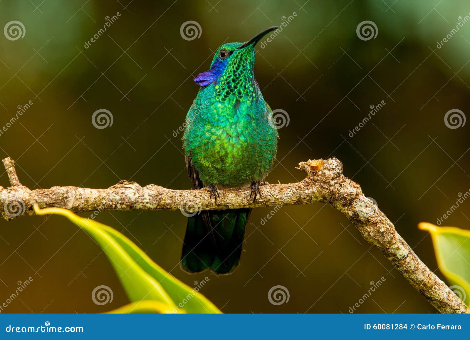 Green Violetear display stock photo. Image of birds, andes - 60081284
