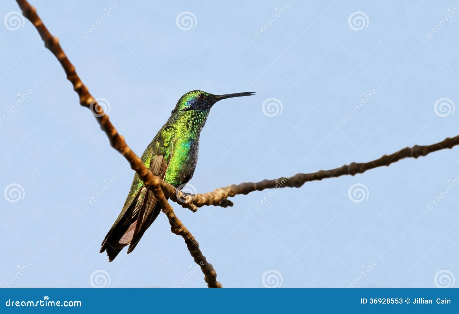 Green Violetear Hummingbird Stock Image - Image of beautiful, perch ...