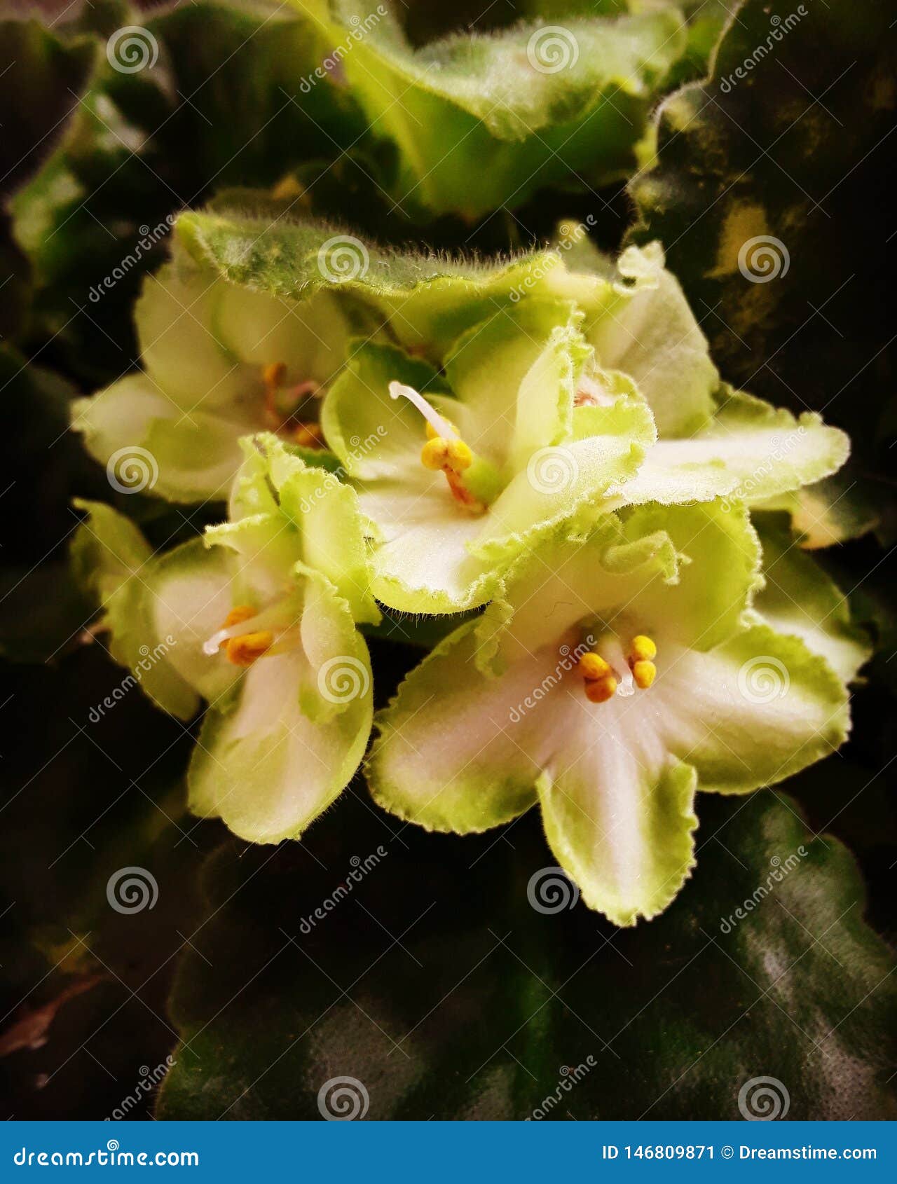 Green violets stock image. Image of violets, green, flower - 146809871