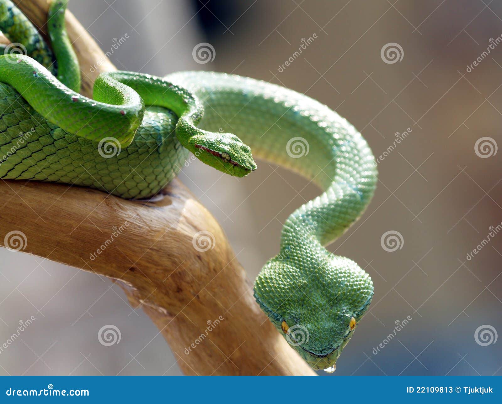 Green Viper stock image. Image of green, aggressive, nature - 22109813