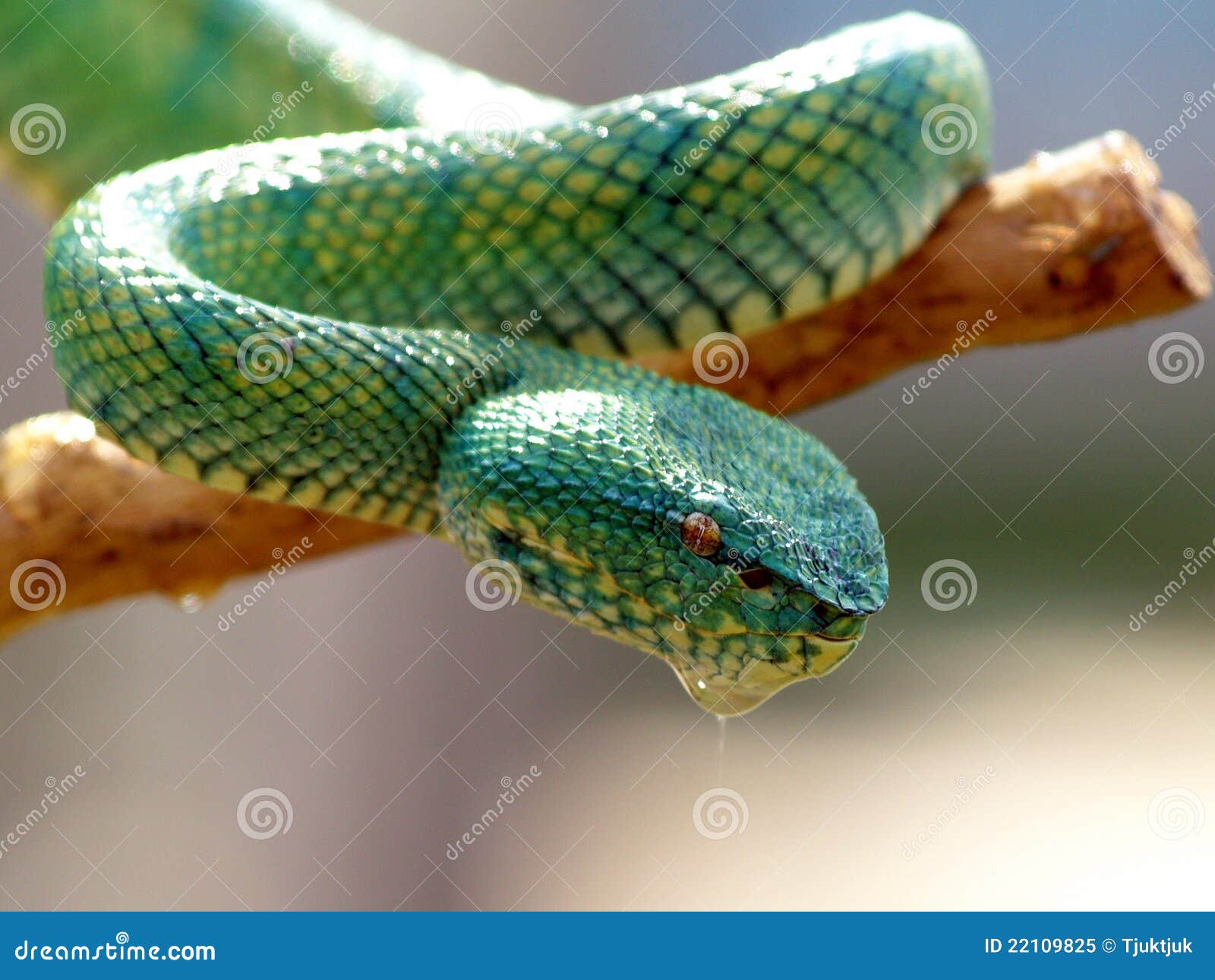 Green Viper stock image. Image of crawling, strike, coils - 22109825