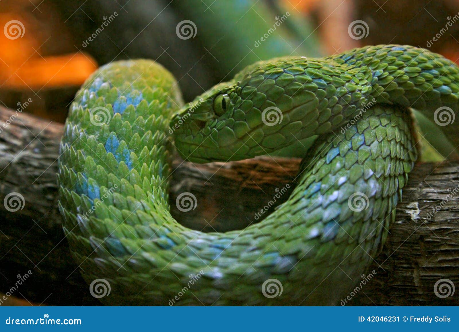 Green Viper stock image. Image of green, viper, dangerous - 42046231