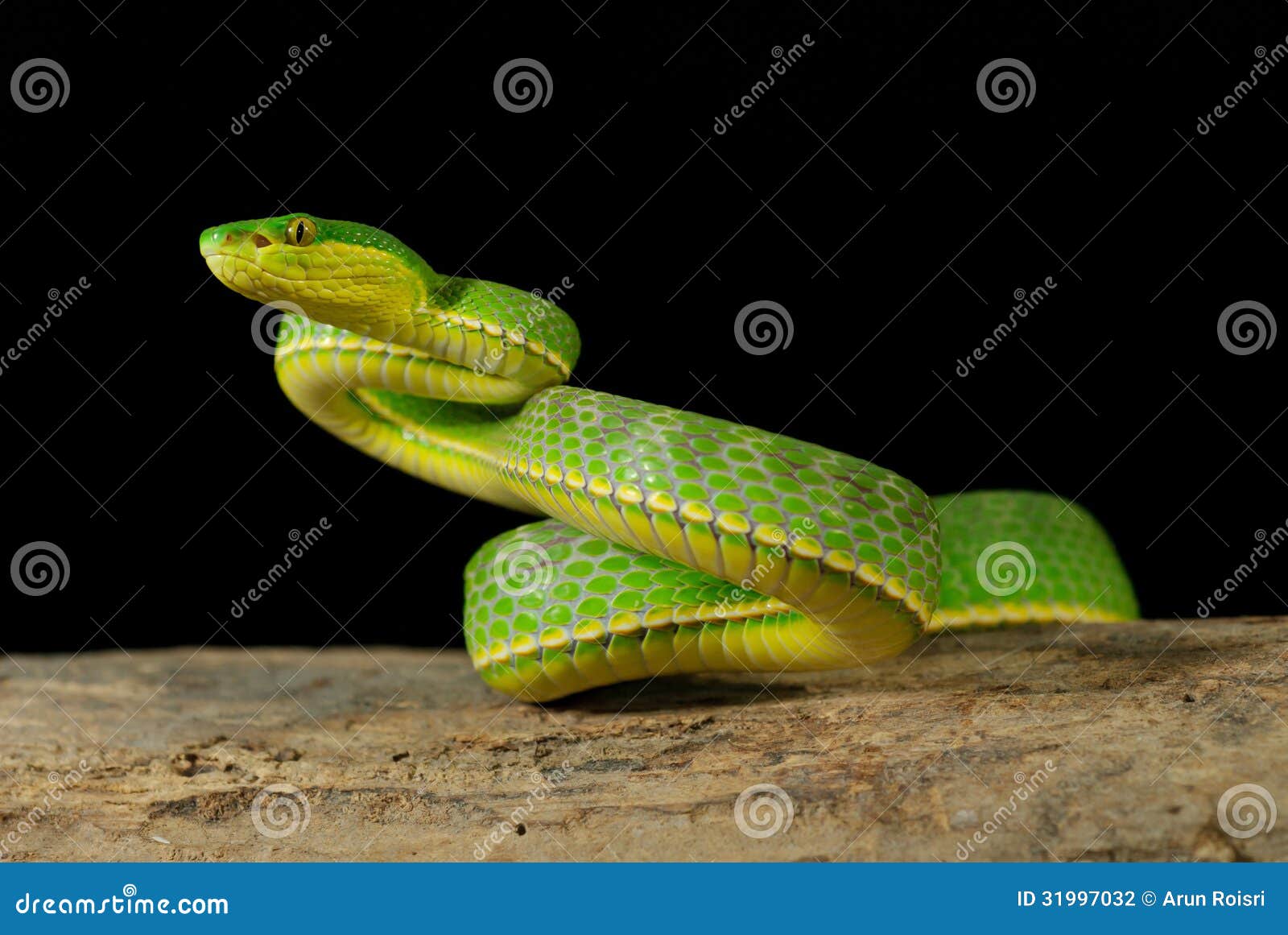 Green Viper Crawling on Wood Stock Photo - Image of drop, asian: 31997032