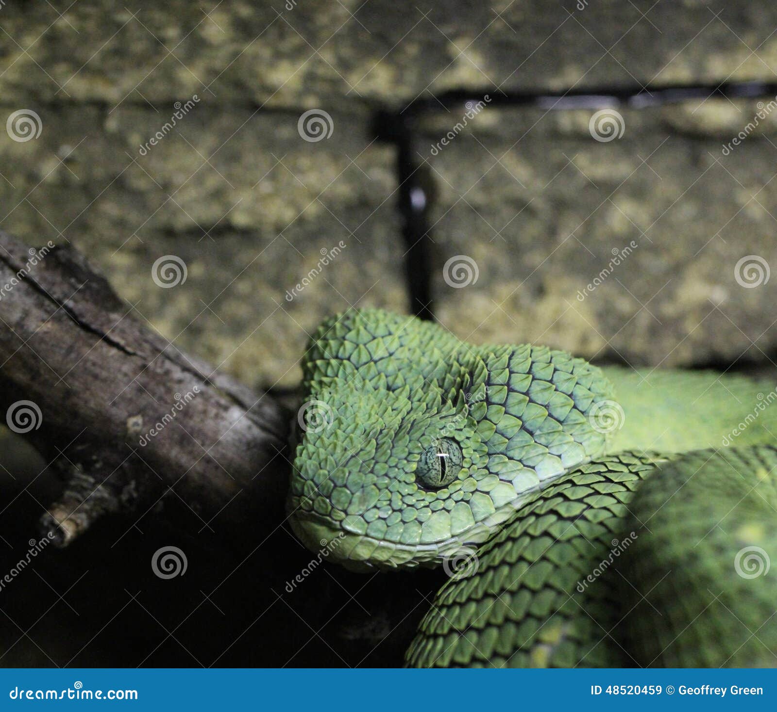 GREEN VIPER stock image. Image of rare, black, atheris - 48520459