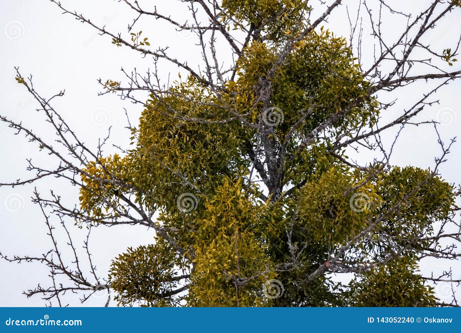 Mistletoe On A Tree Stock Photography | CartoonDealer.com #119768324