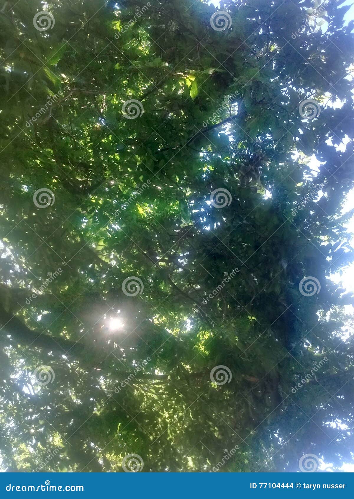 Green vision. stock photo. Image of phenomenon, evergreen - 77104444