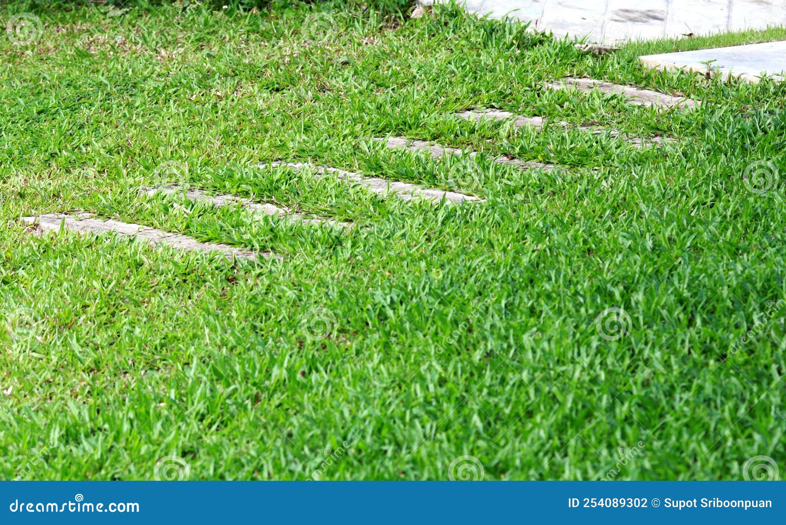 Green walk way in garden stock photo. Image of hill - 254089302