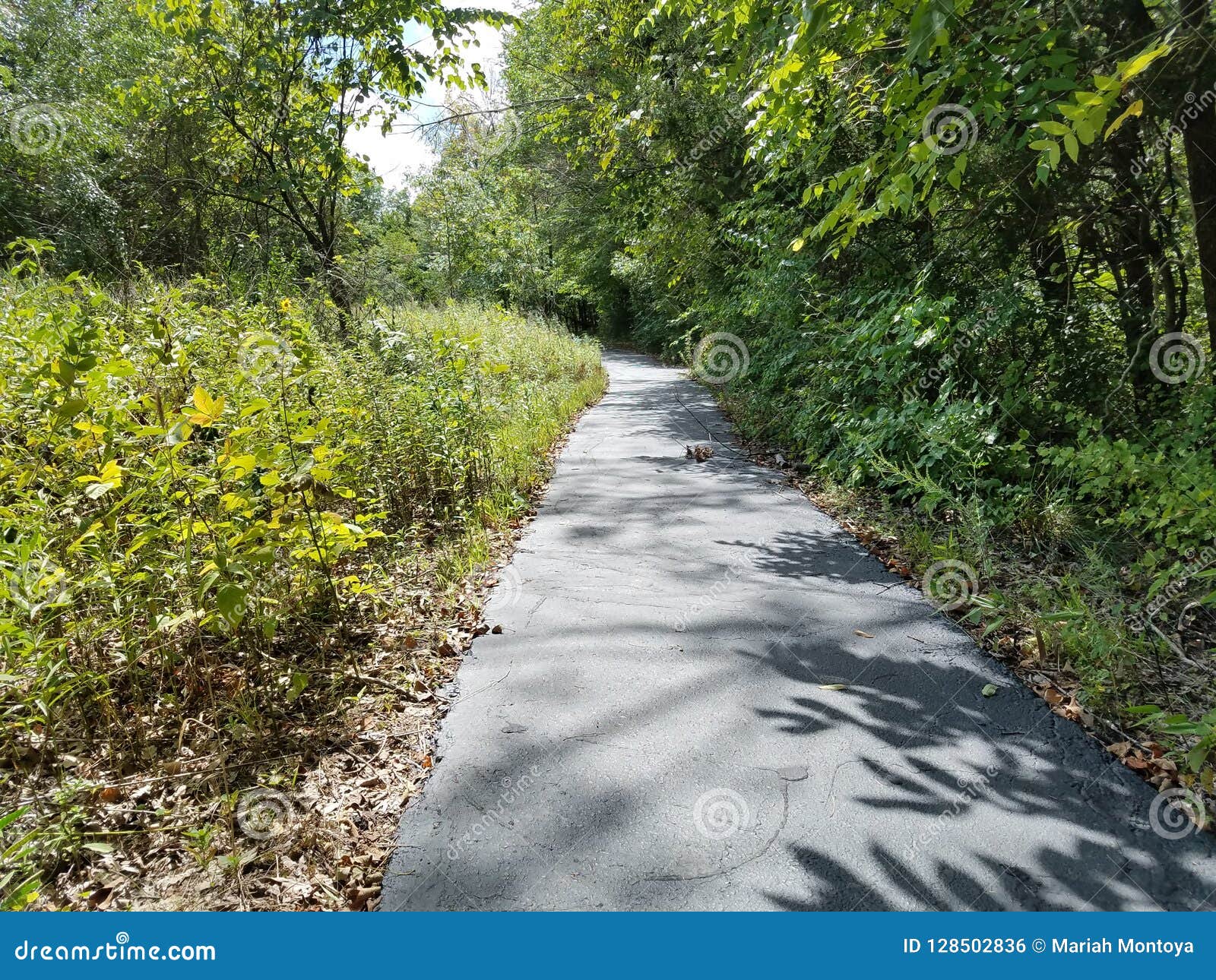 Green stock photo. Image of walking, path, green, forest - 128502836
