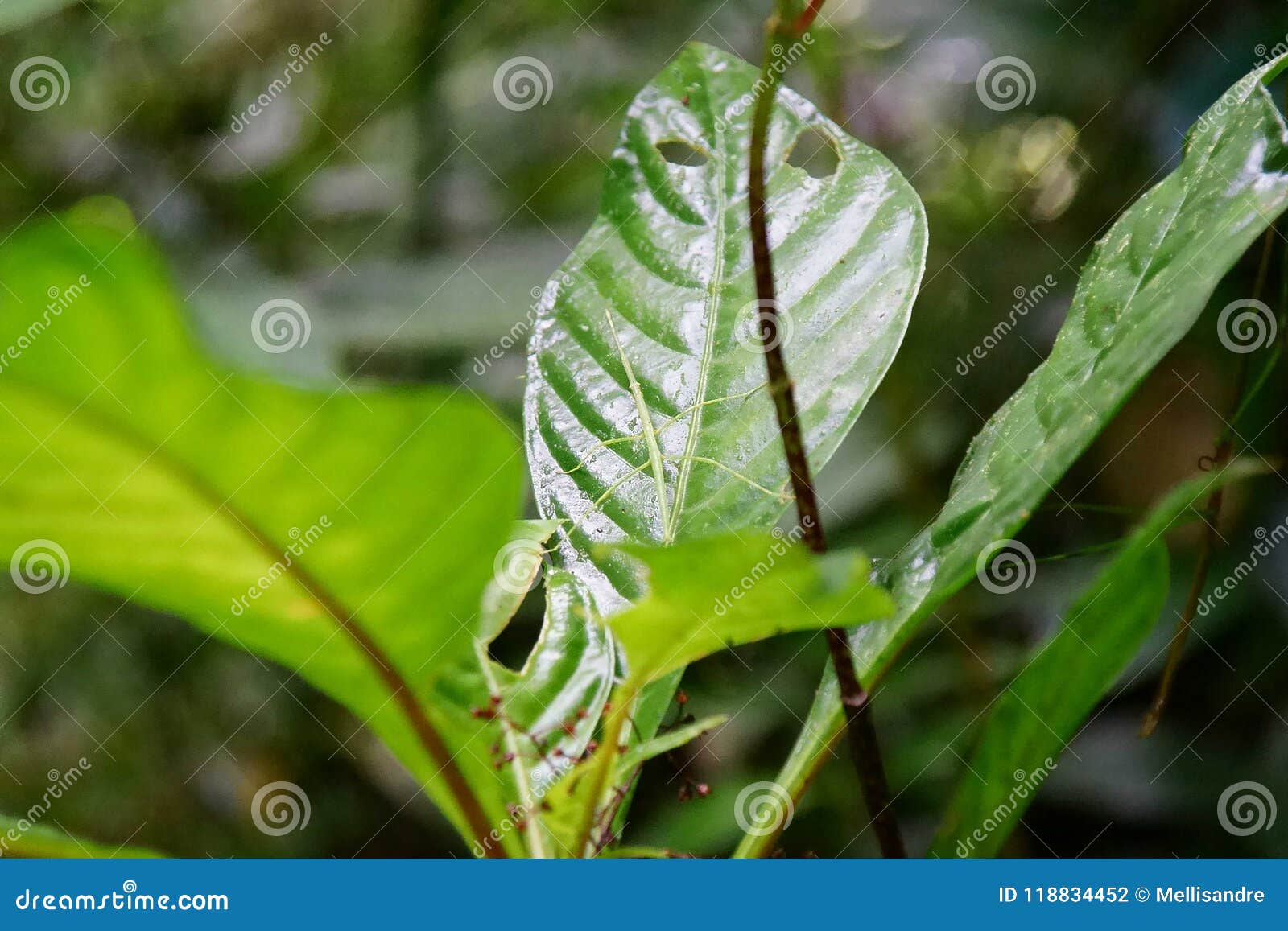 Green Walking Stick Insect Hiding on the Green Leaf Stock Photo - Image ...