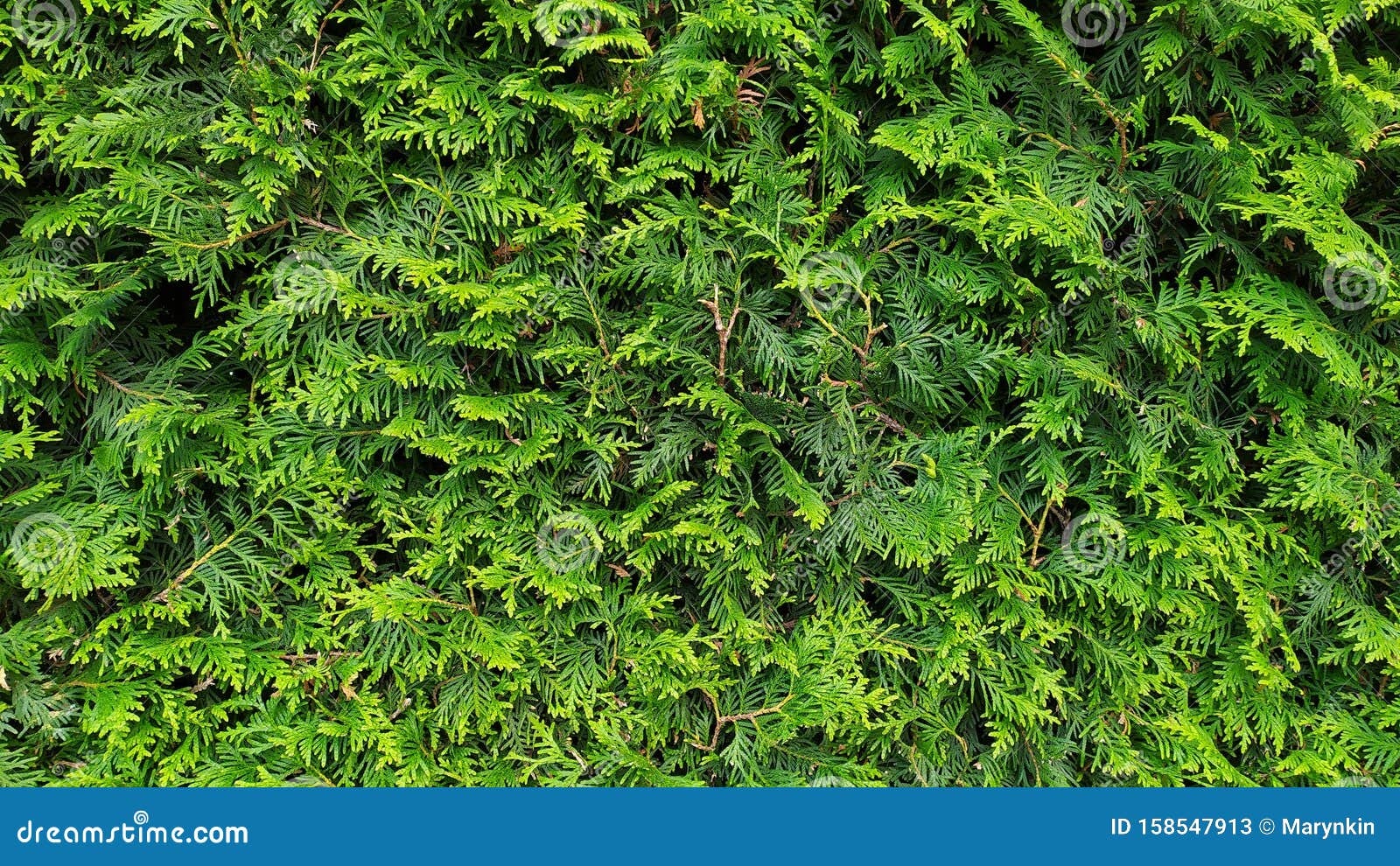 Green Wall Background from Conifers of a Garden Stock Image - Image of ...