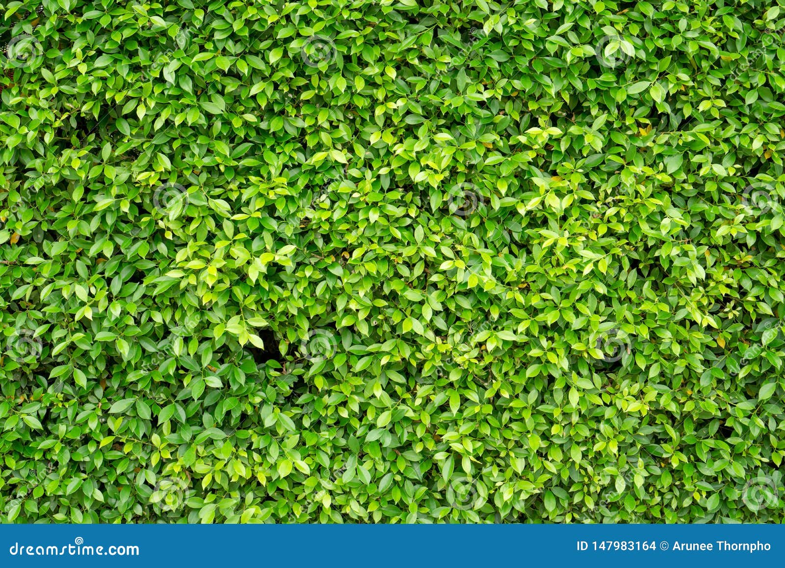 Green Wall of Ficus Shrub Plant, Closeup Image for the Background Stock ...