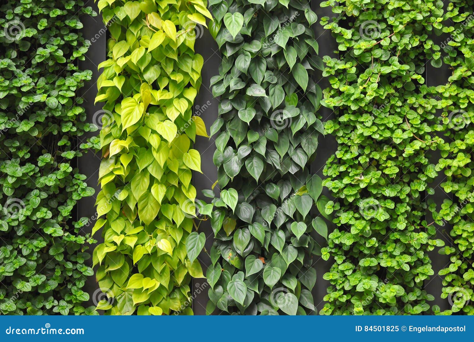 Green Wall stock image. Image of running, green, species - 84501825
