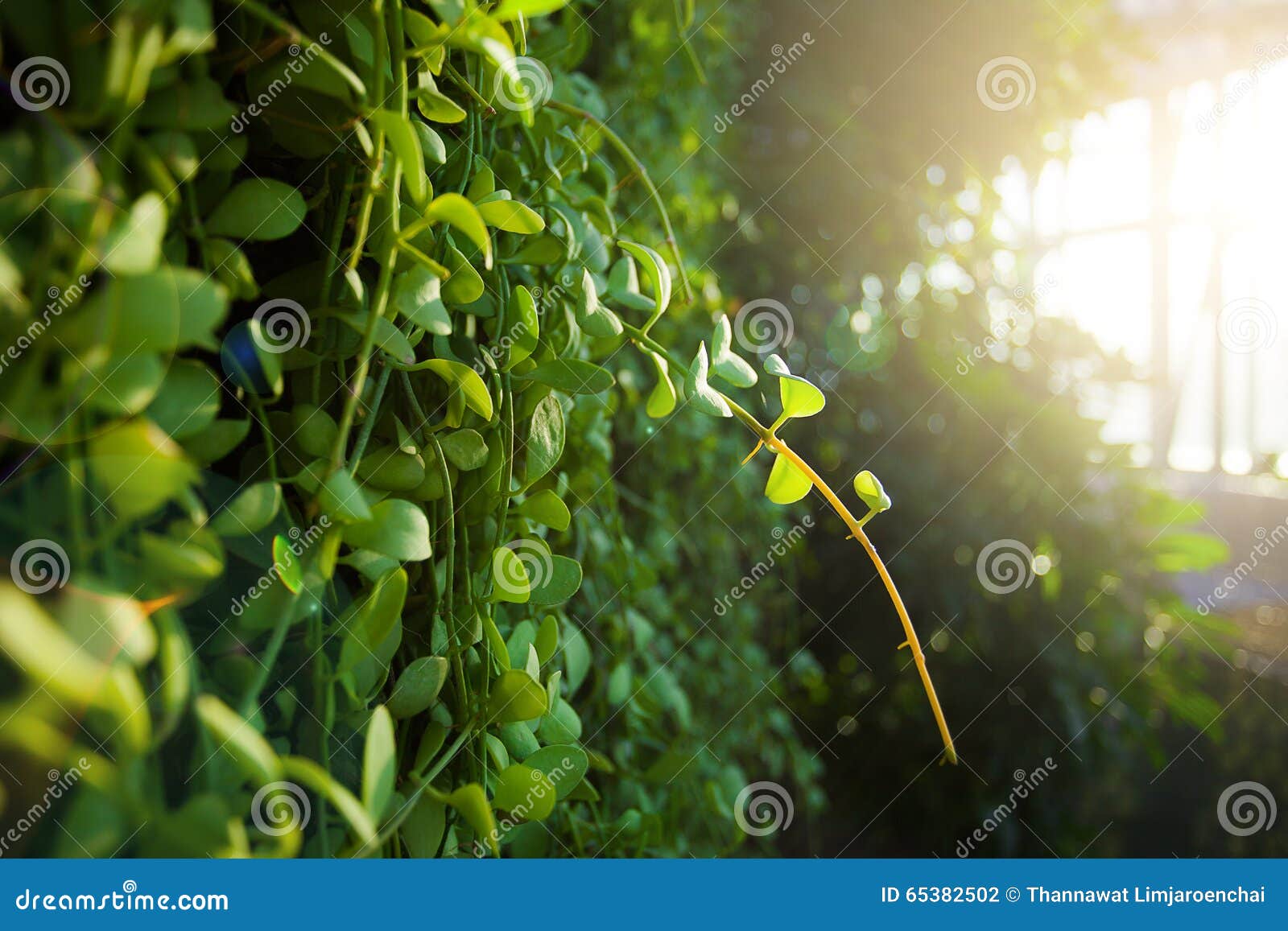 Green Wall and Shadow Shade Stock Photo - Image of shadow, biology ...