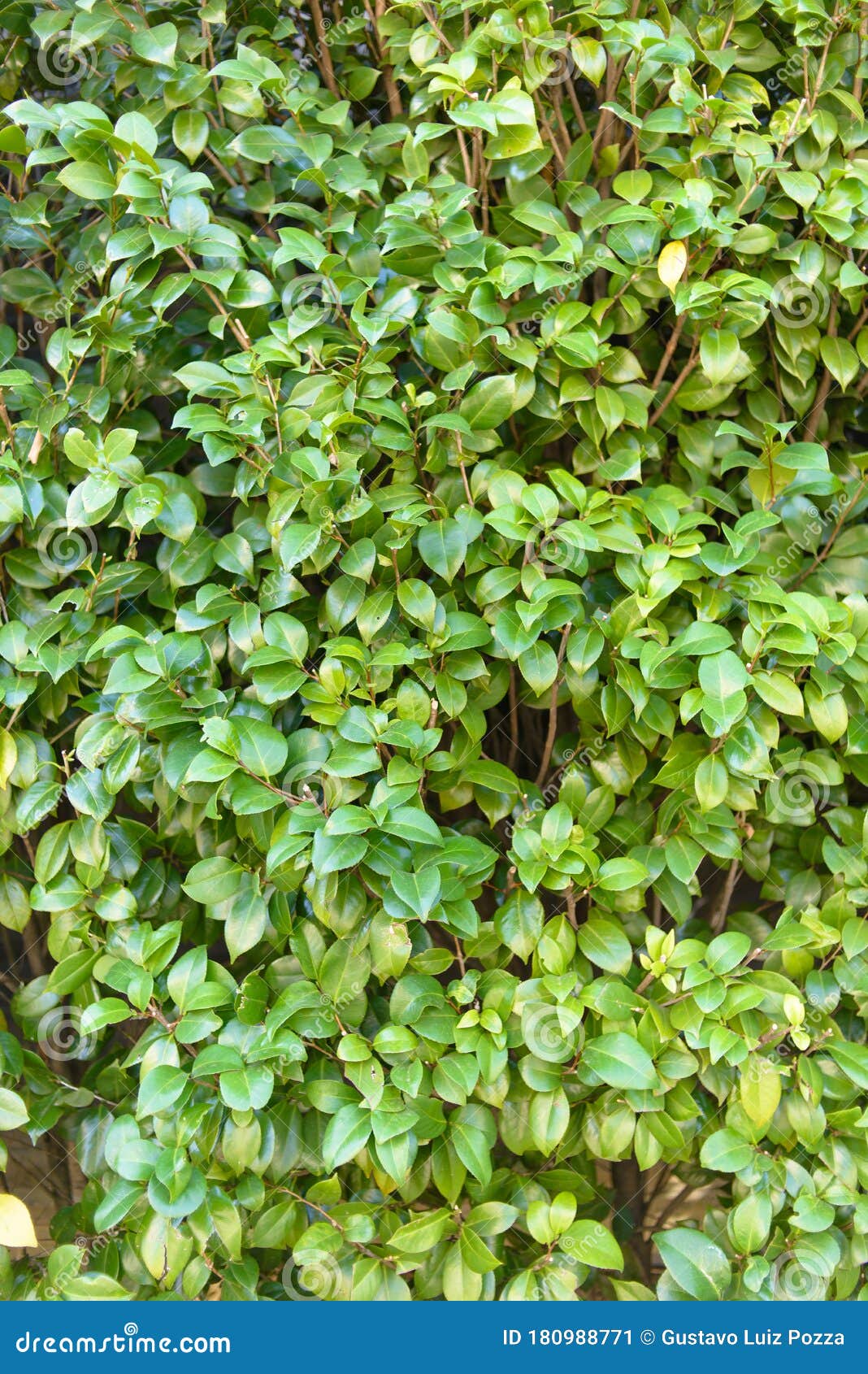 Green Wall of Trees Forming a Texture Background Stock Image - Image of ...