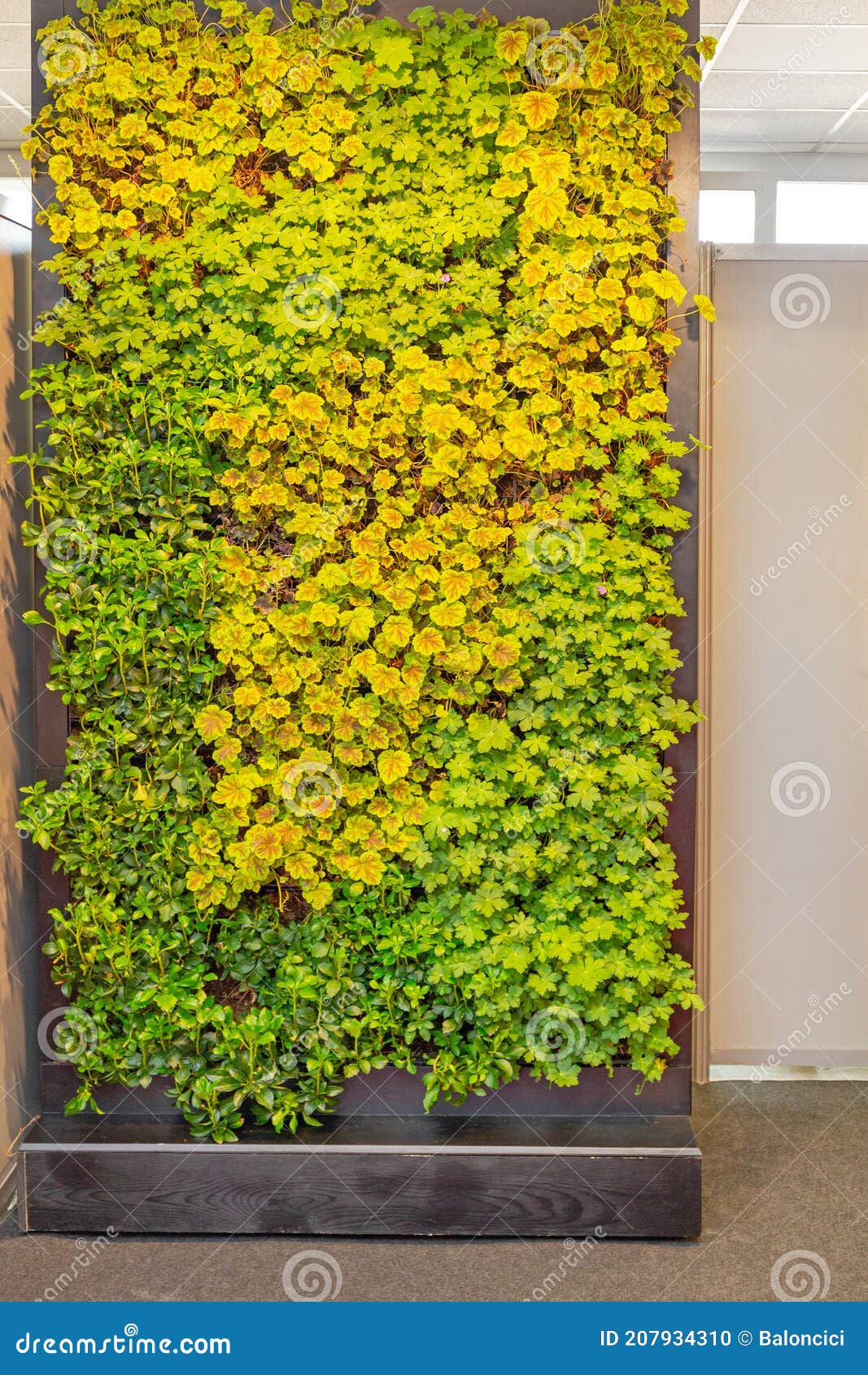 Green Wall Vegetation stock photo. Image of greening - 207934310