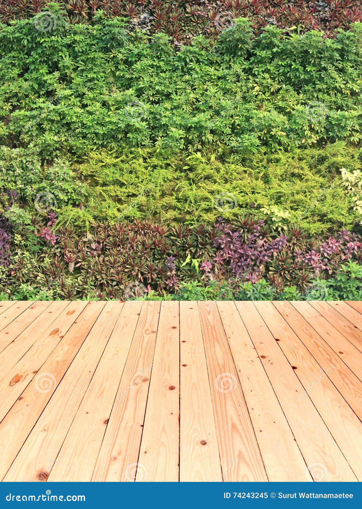 Green Wall Vertical Garden with Wood Floor Stock Image - Image of plank ...