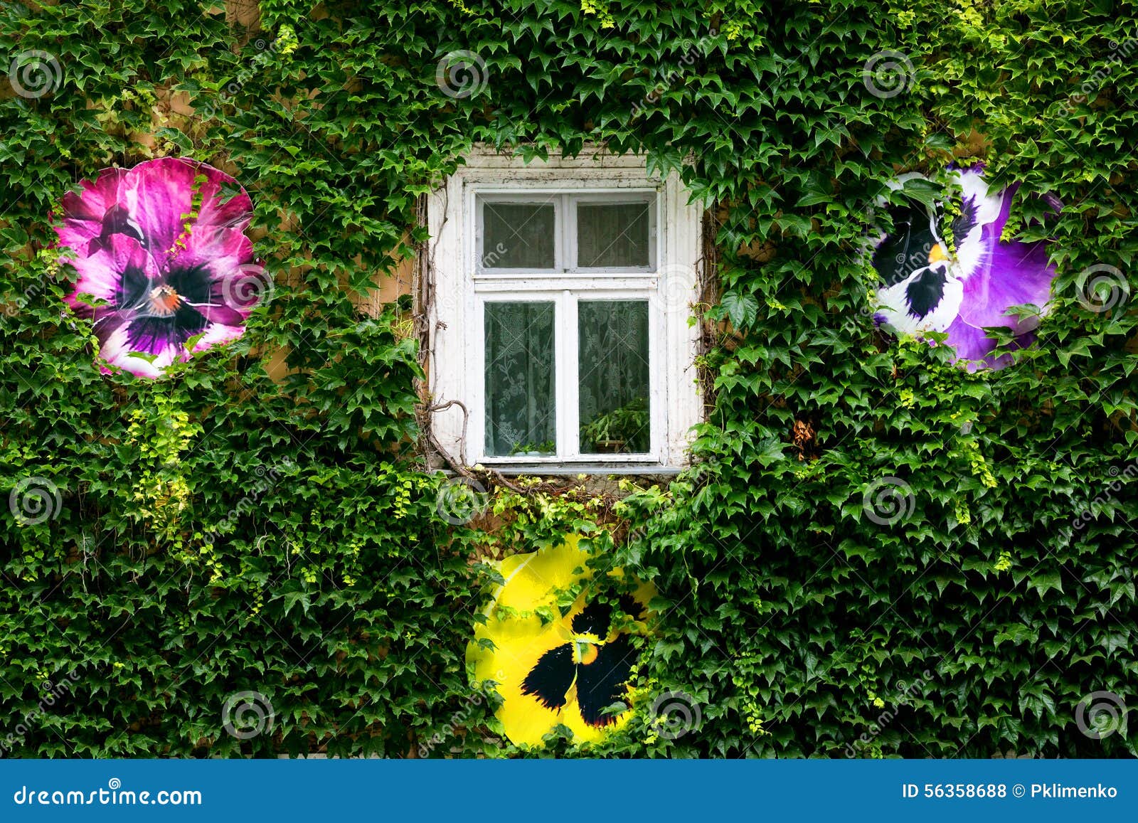 Green wall and window stock photo. Image of cover, natural - 56358688
