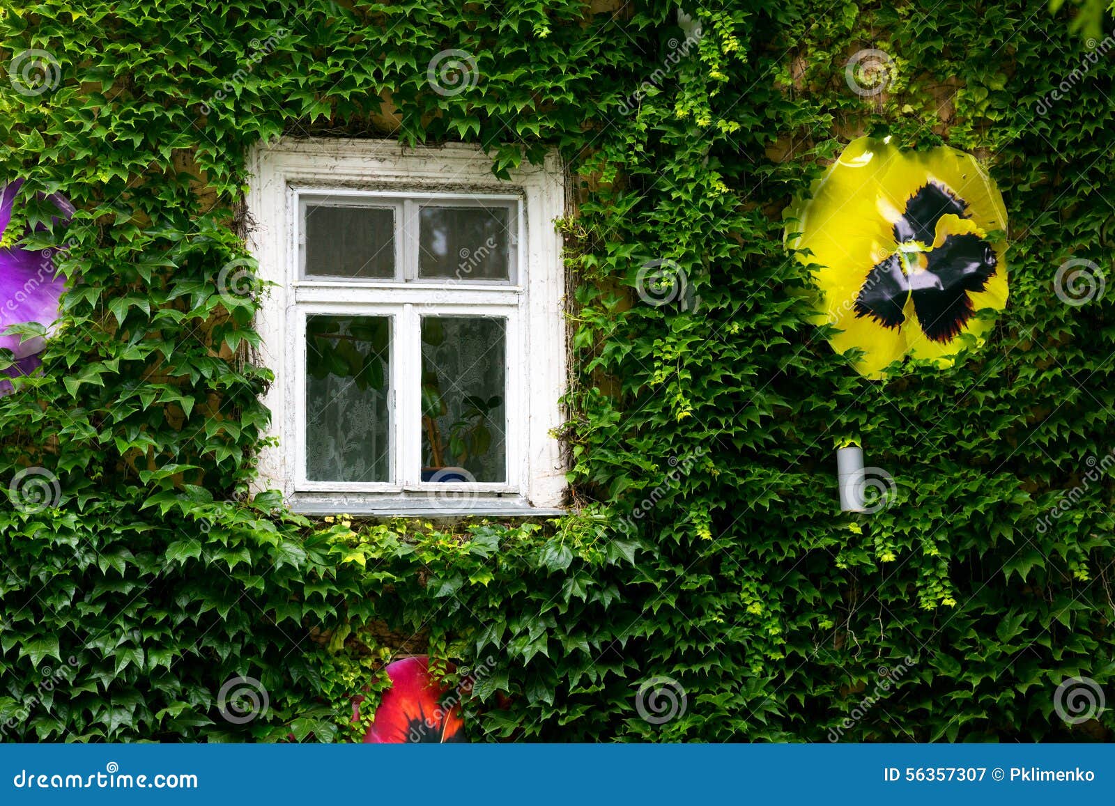 Green wall and window stock image. Image of growing, wooden - 56357307