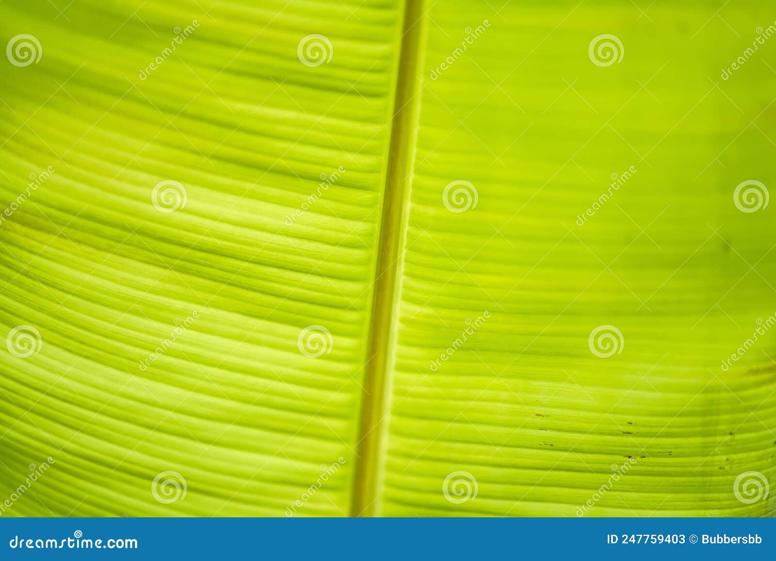 Green Wallpaper.Texture Background of Banana Leaf Stock Image - Image ...