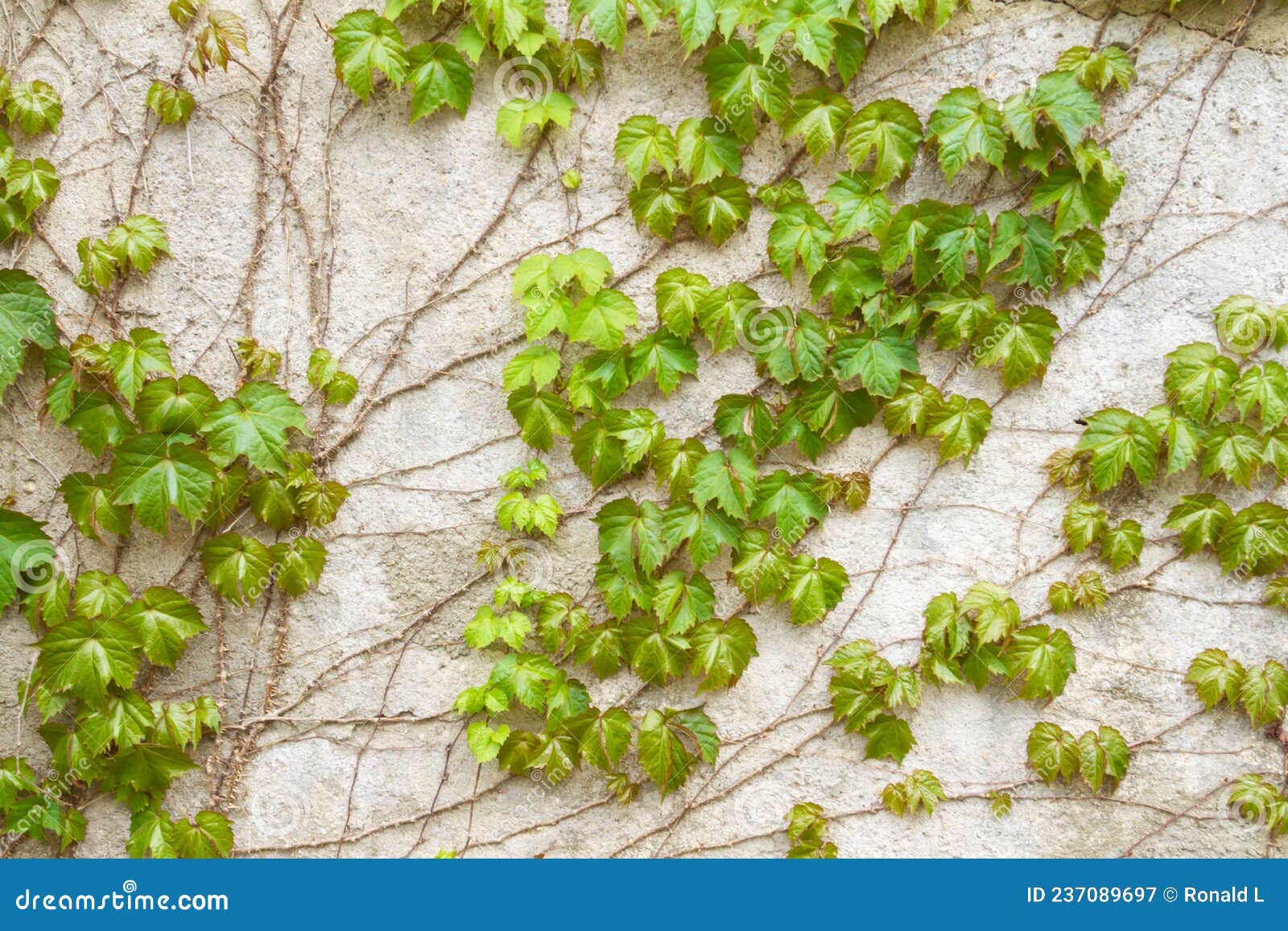 Green Walls in Spring Texture Background Stock Image - Image of walls ...