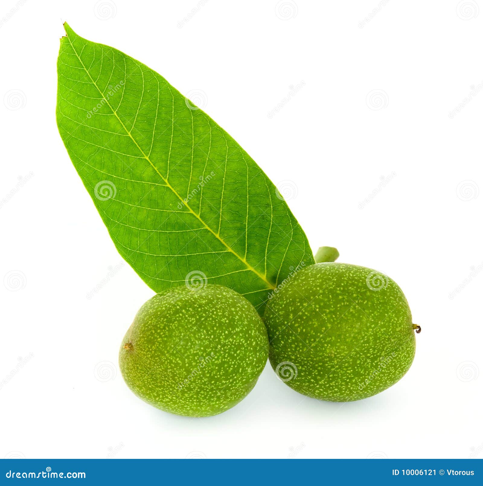 Green walnut stock image. Image of nutshell, fruit, open - 10006121