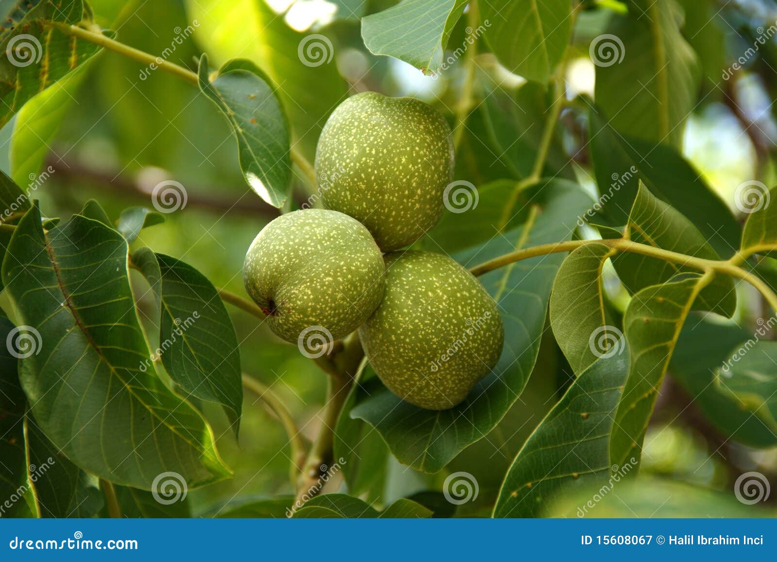 Green walnut stock image. Image of round, green, ceviz - 15608067