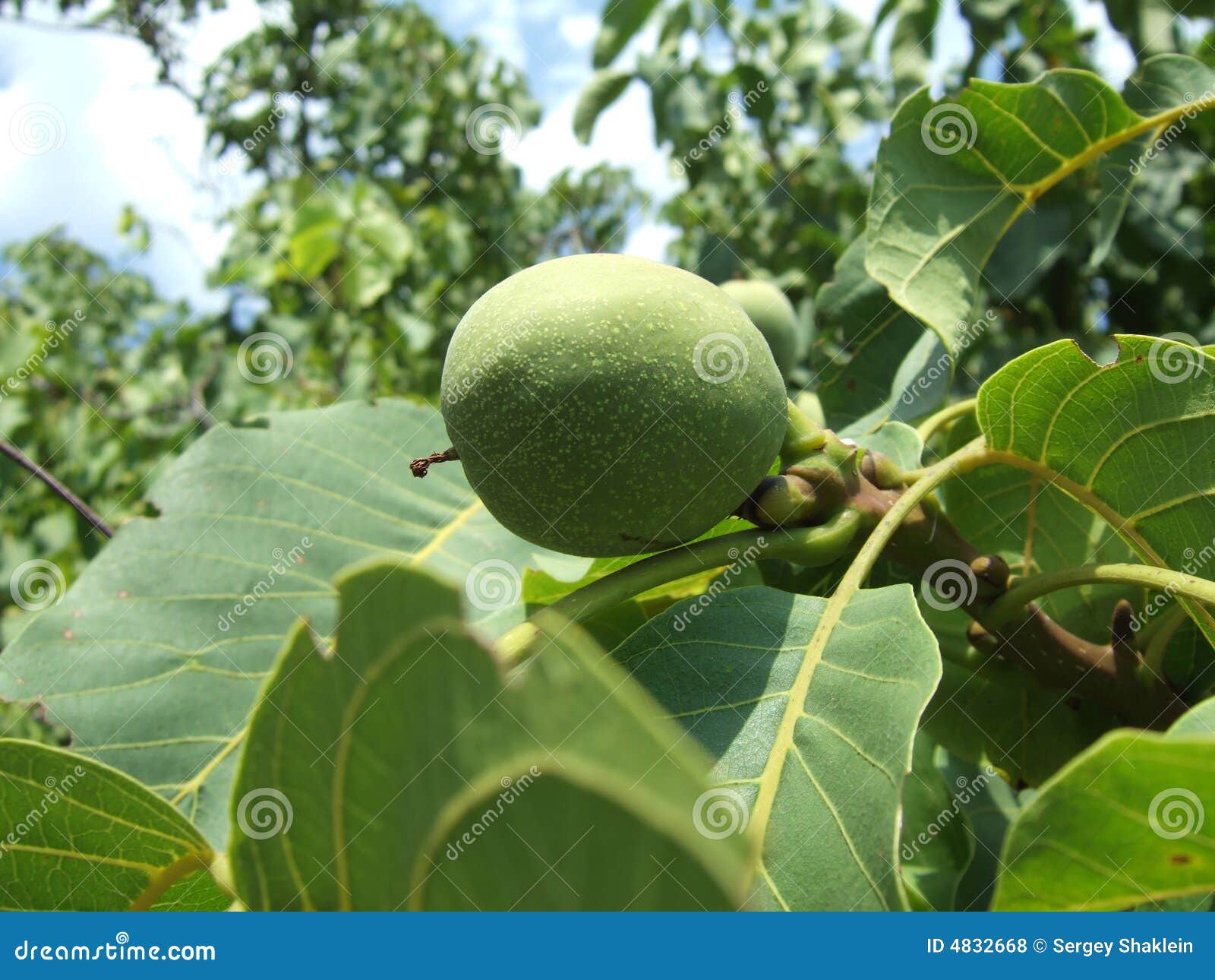 Green walnut stock photo. Image of flavor, nutrition, branch - 4832668
