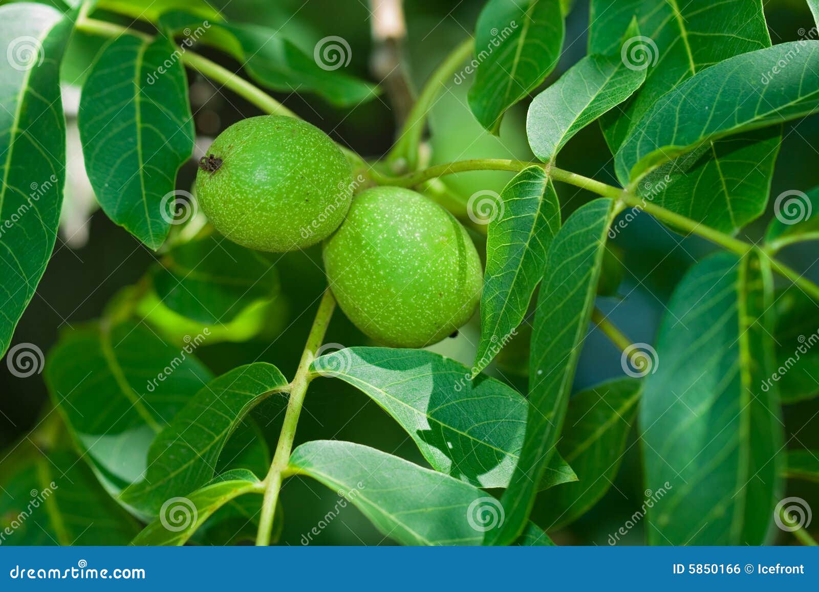 Green walnut stock photo. Image of walnut, leaves, summer - 5850166