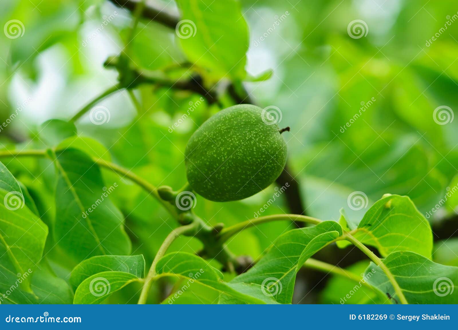 Green walnut stock image. Image of eating, fruit, growth - 6182269
