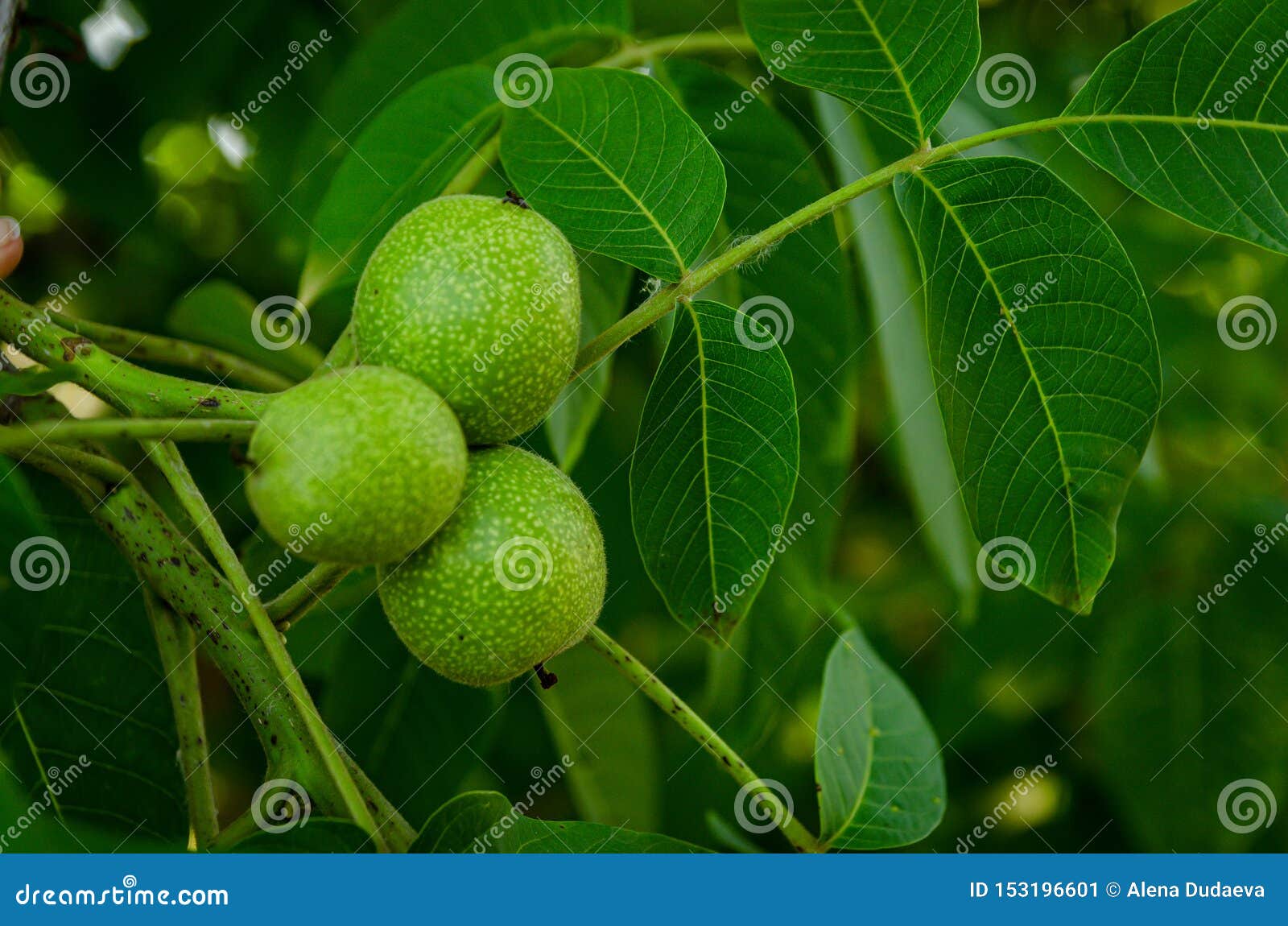 Green walnut fruit stock image. Image of background - 153196601