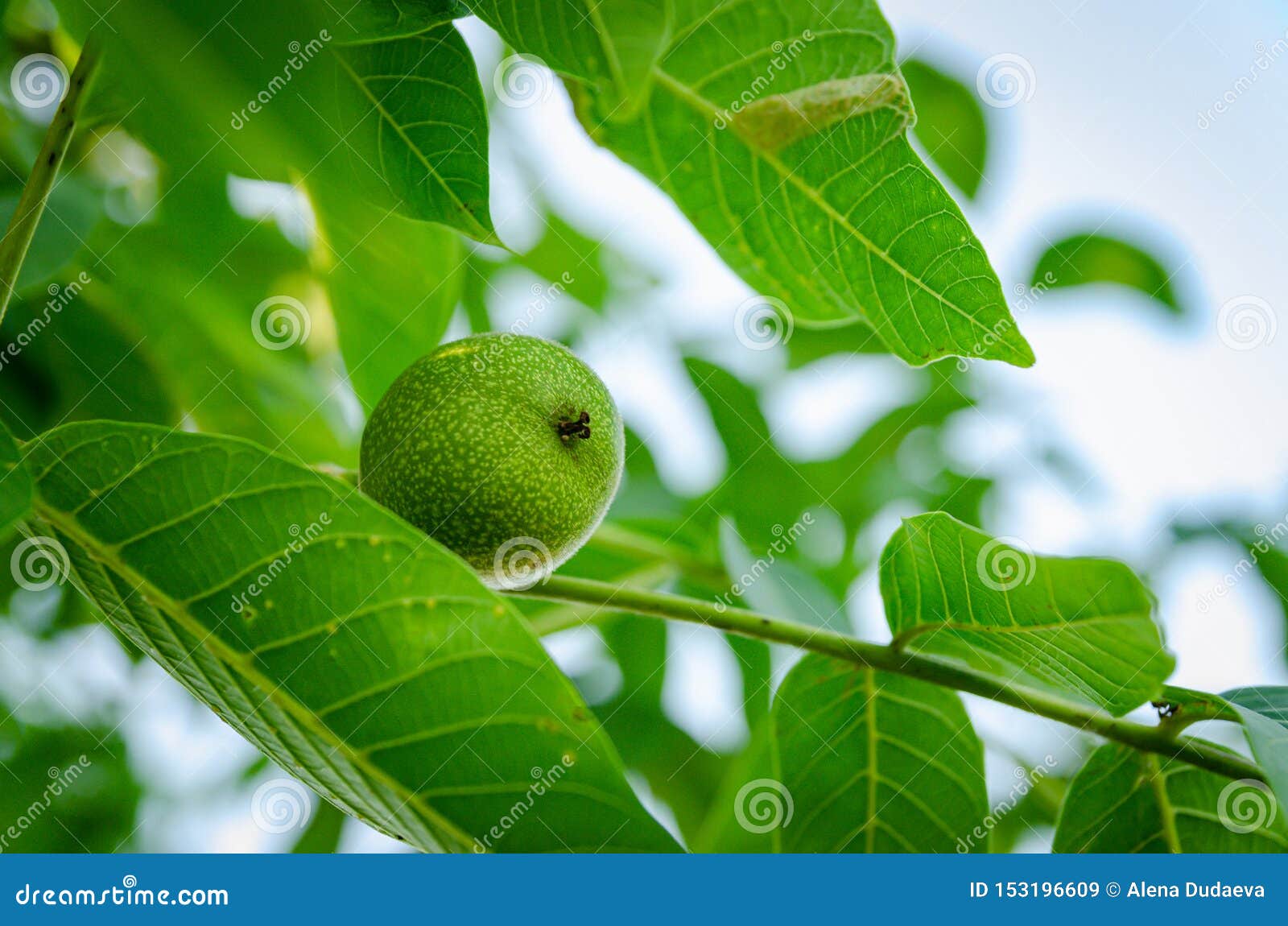 Green walnut fruit stock image. Image of background - 153196609