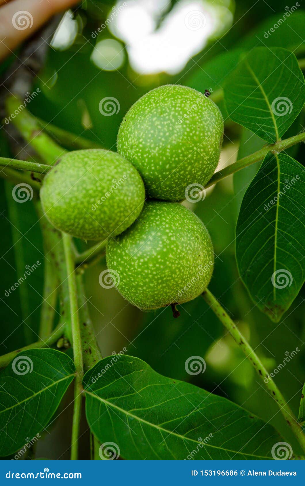 Green walnut fruit stock photo. Image of fruit, farm - 153196686