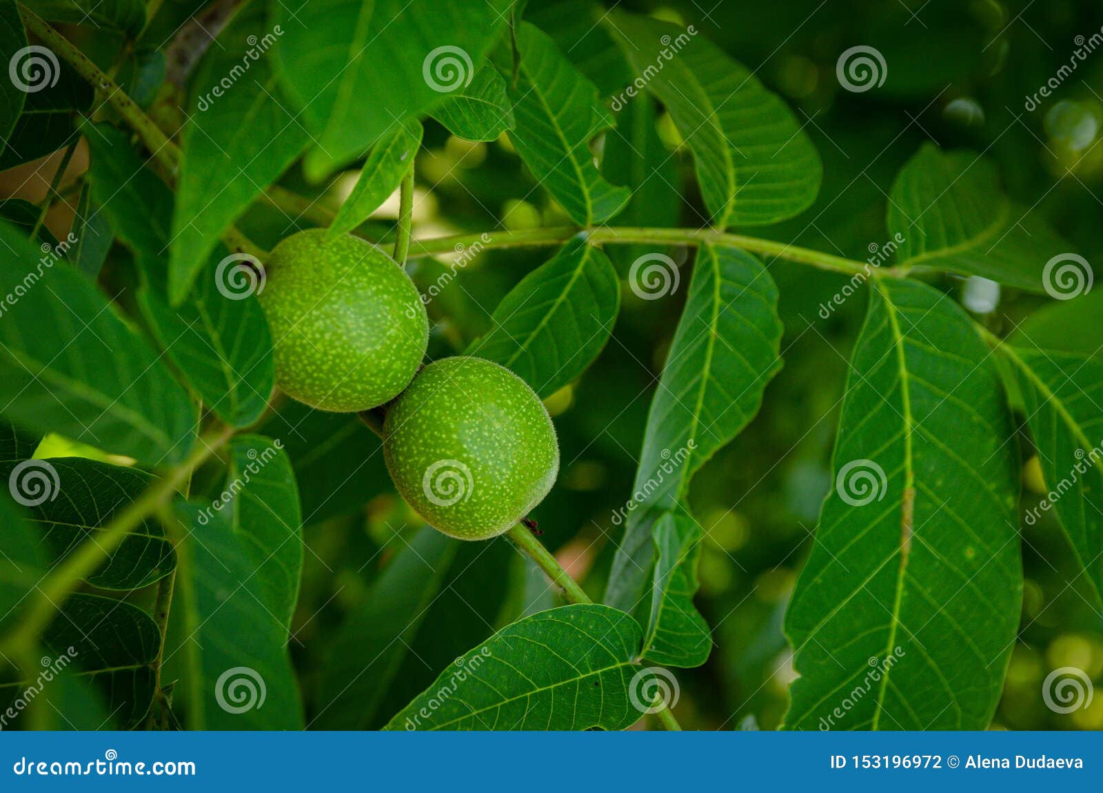 Green walnut fruit stock photo. Image of garden, harvest - 153196972
