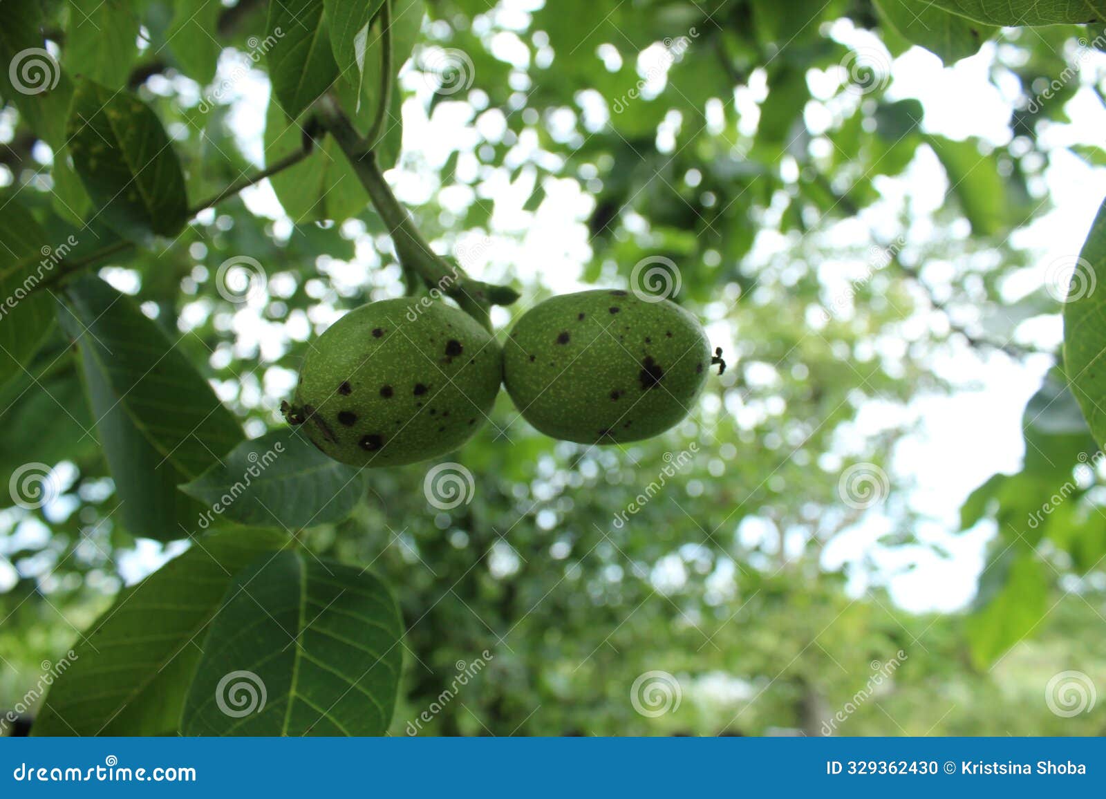 Green Walnut Fruits with Black Dots. Diseases of Trees, Fruits, Nuts Stock Photo - Image of ...