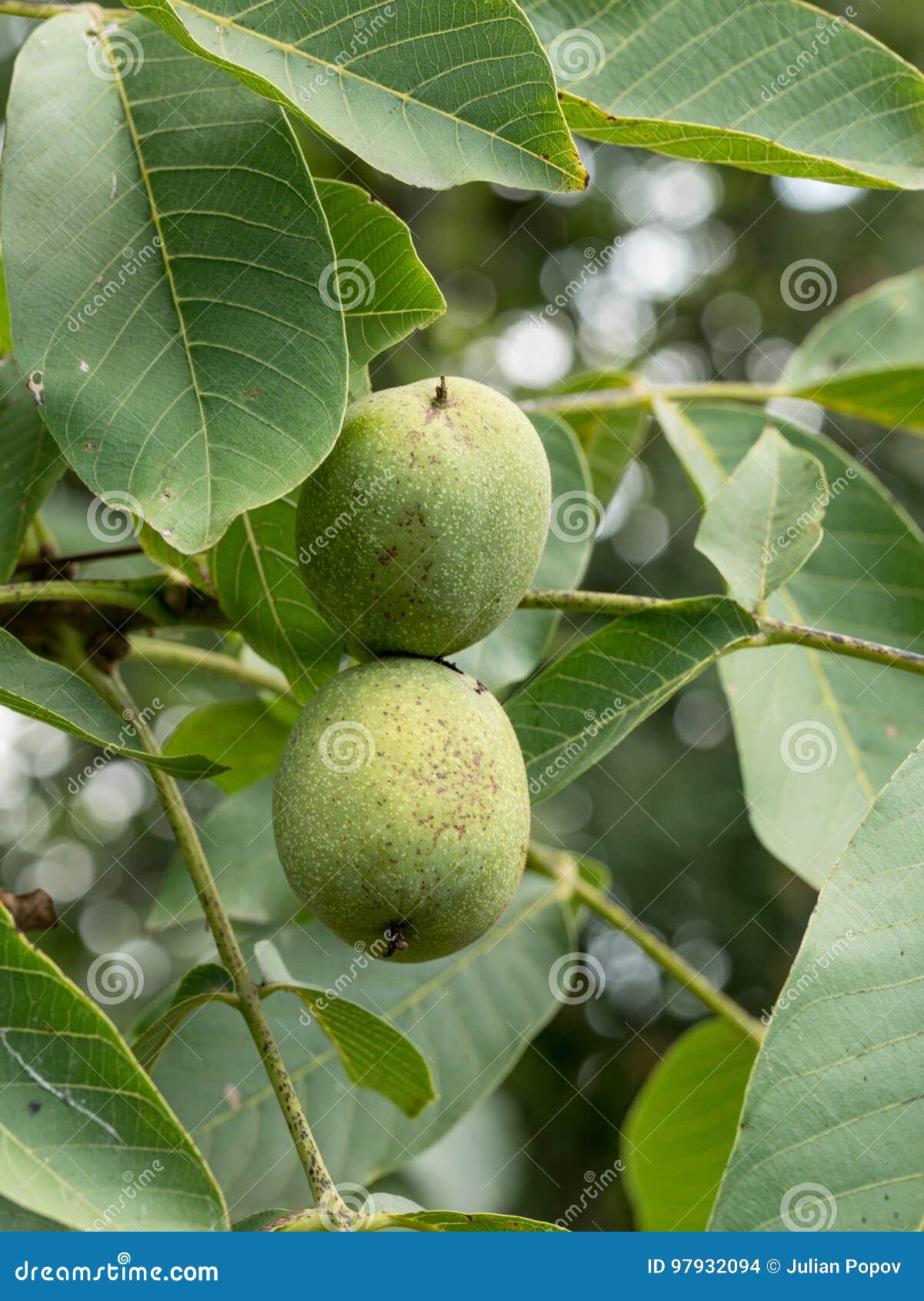 Green Walnut Growing on a Tree Close Up Stock Photo - Image of health ...