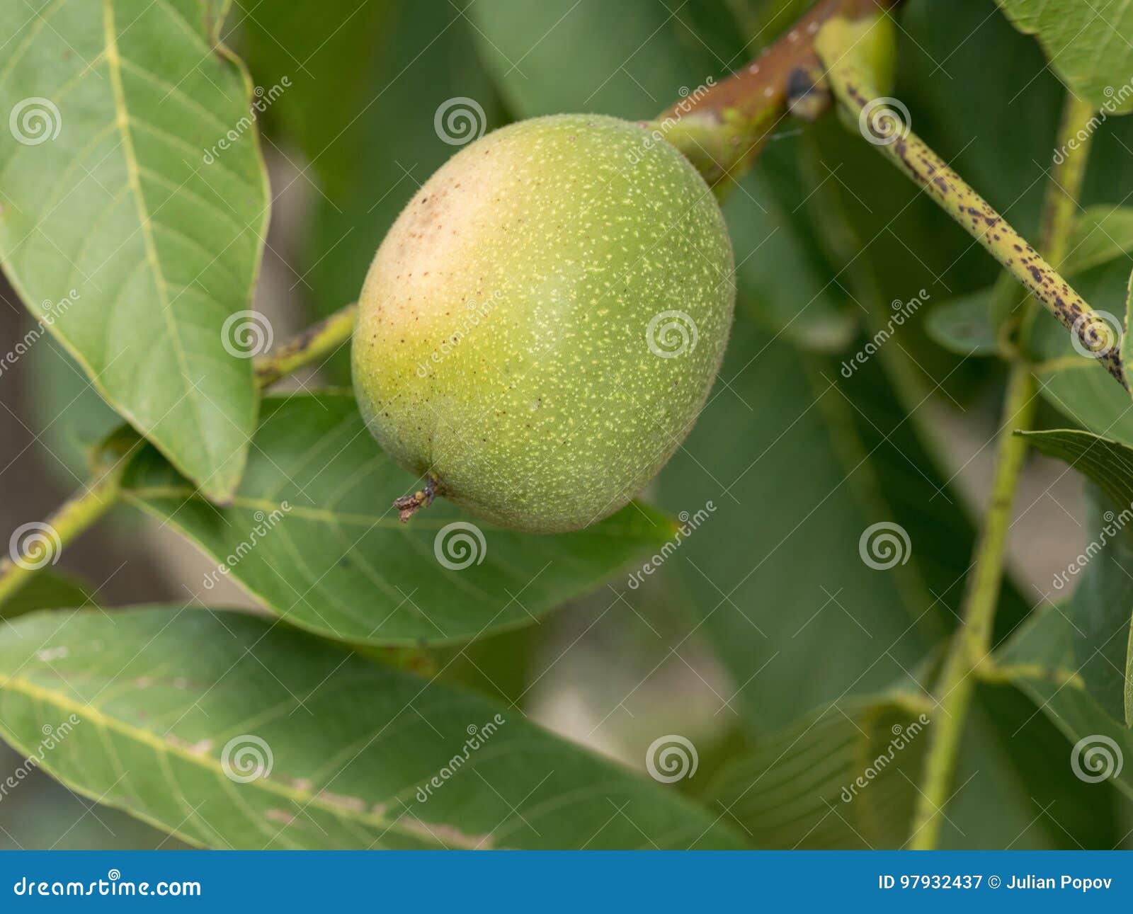 Green Walnut Growing on a Tree Close Up Stock Image - Image of natural ...
