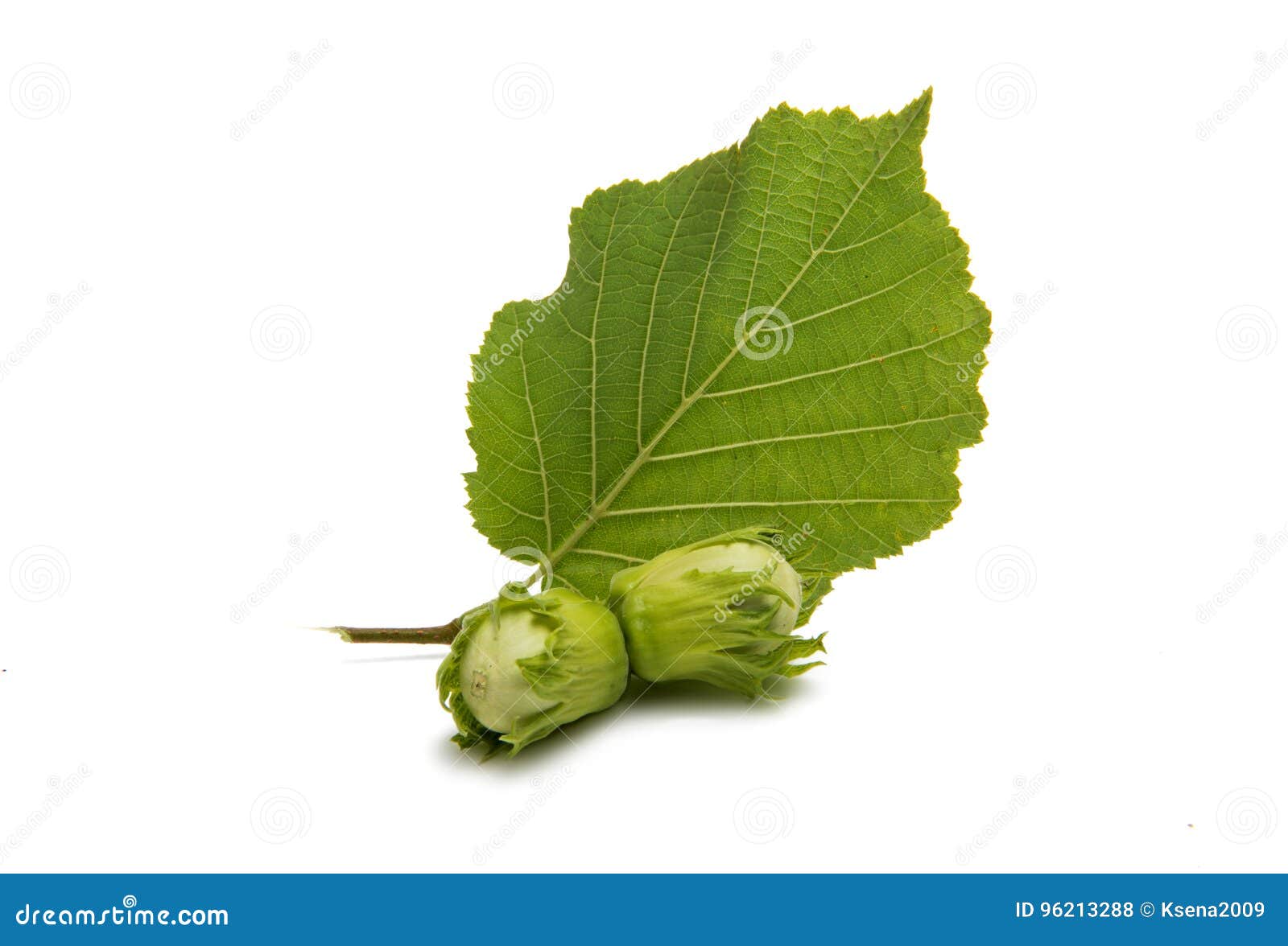 Green Walnut Hazelnut Isolated Stock Photo - Image of walnut ...