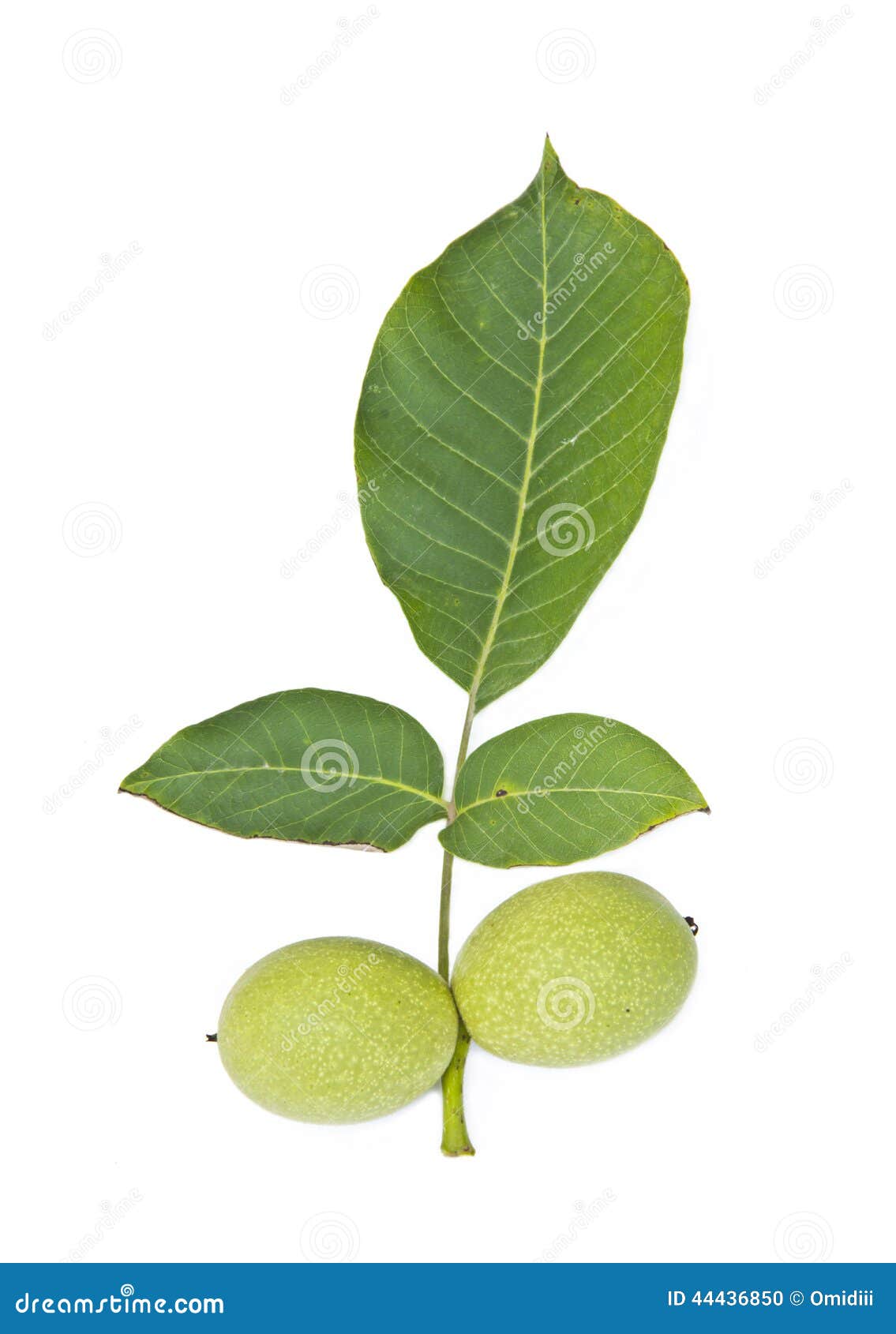 Green walnut with leaf stock photo. Image of food, farming - 44436850