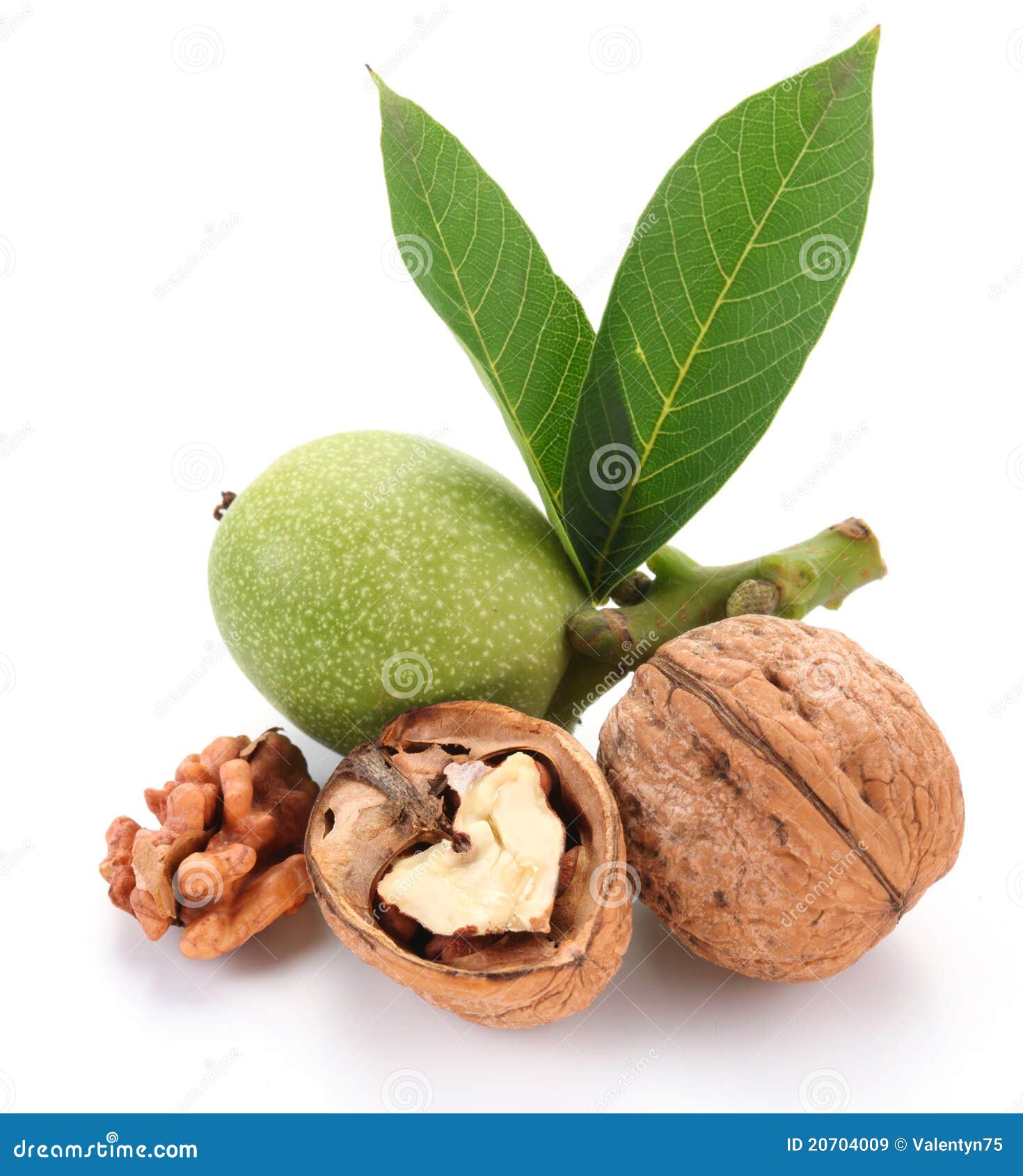 Green Walnut Fruits Hanging On A Branch With Leaves. Walnut Tree With ...