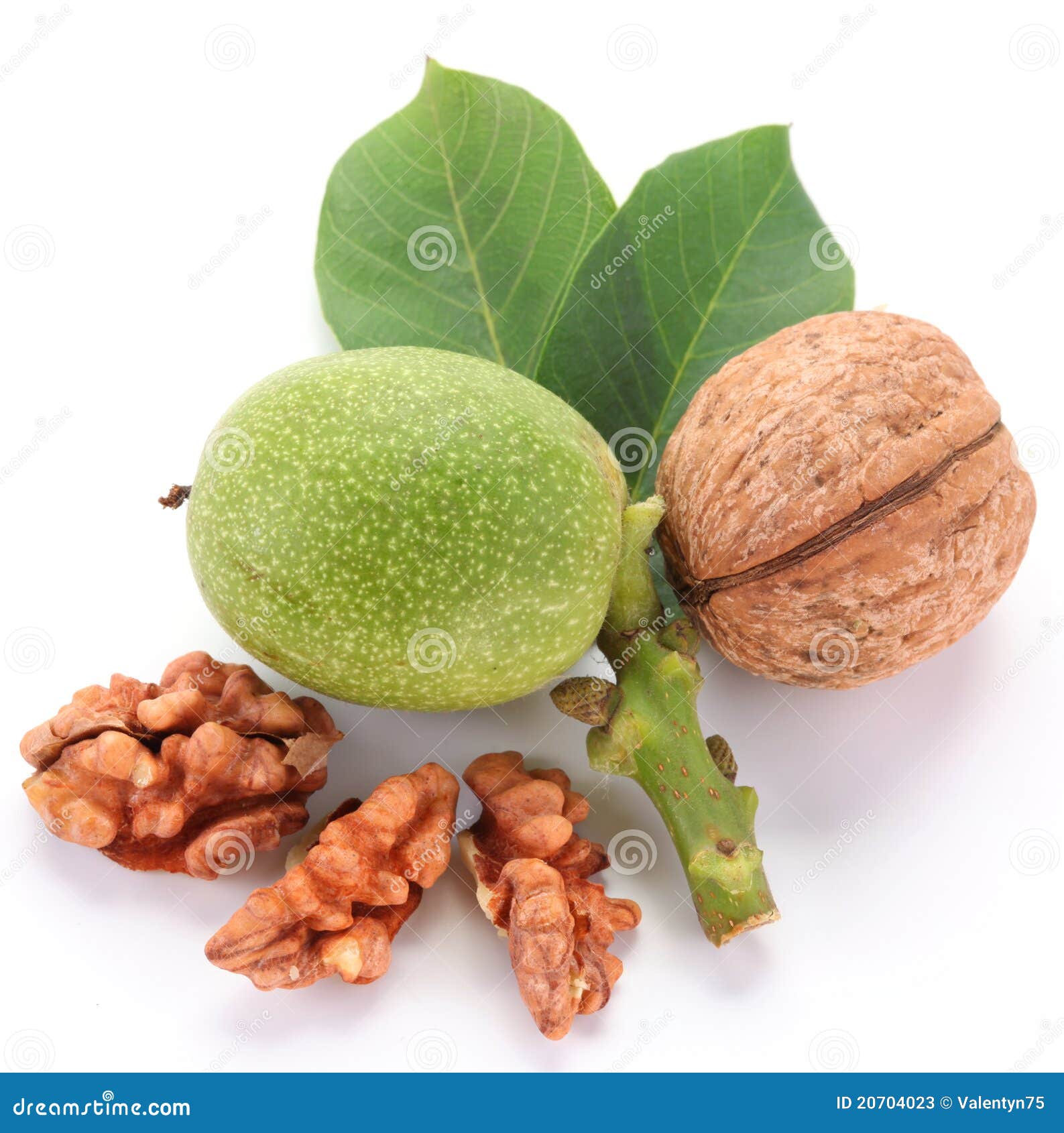 Green Walnut Fruits Hanging On A Branch With Leaves. Walnut Tree With ...